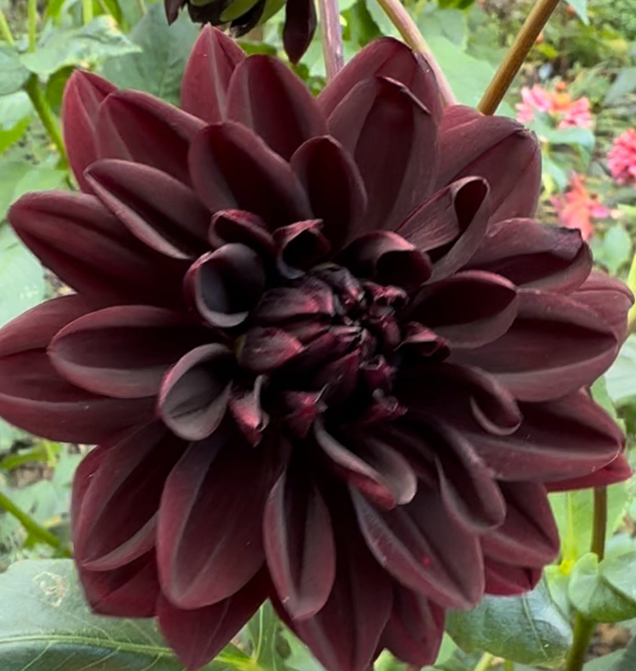 Sam Hopkins Dahlia – Draginas Flowers LLC