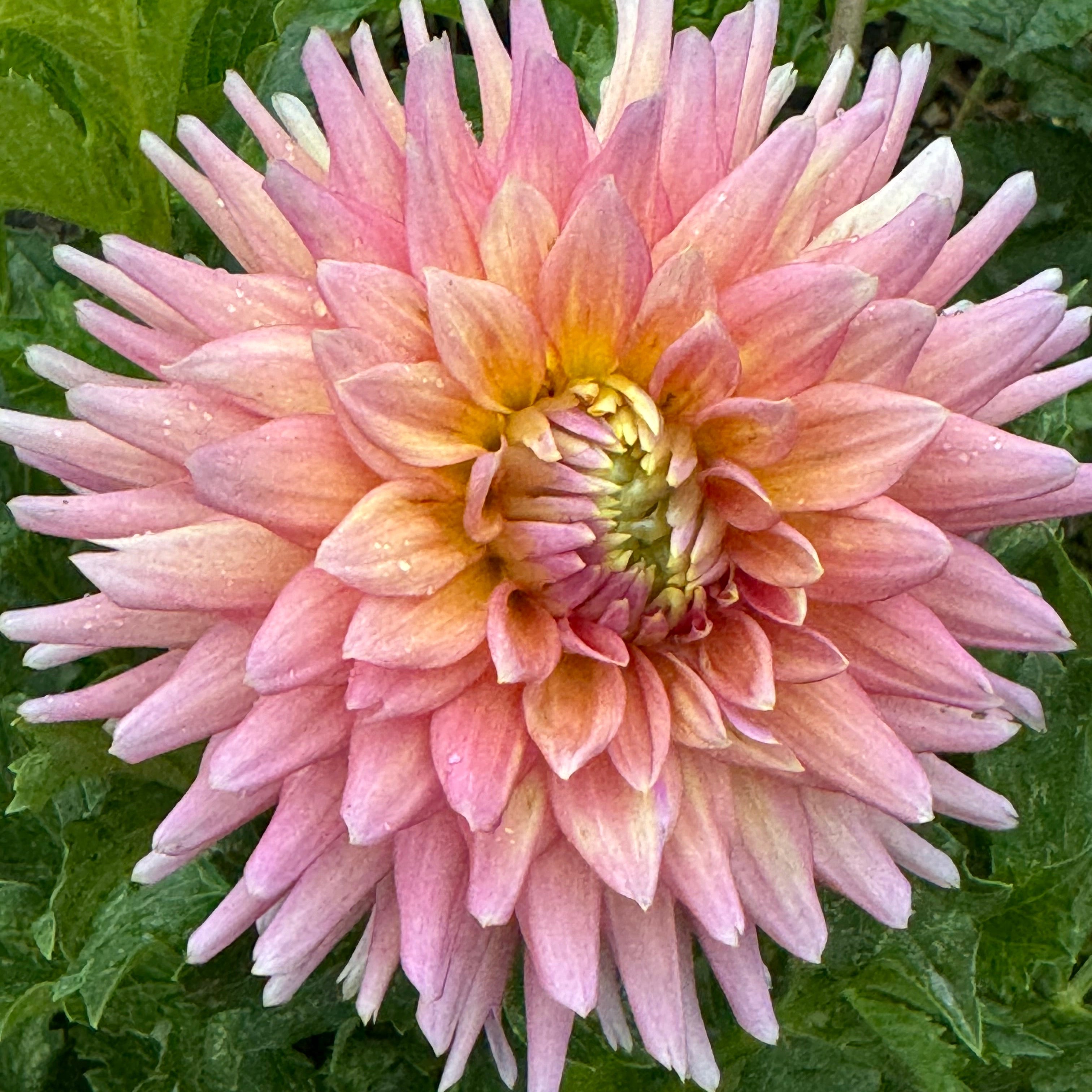 Bloomquist Dreamer Dahlia – Draginas Dahlias