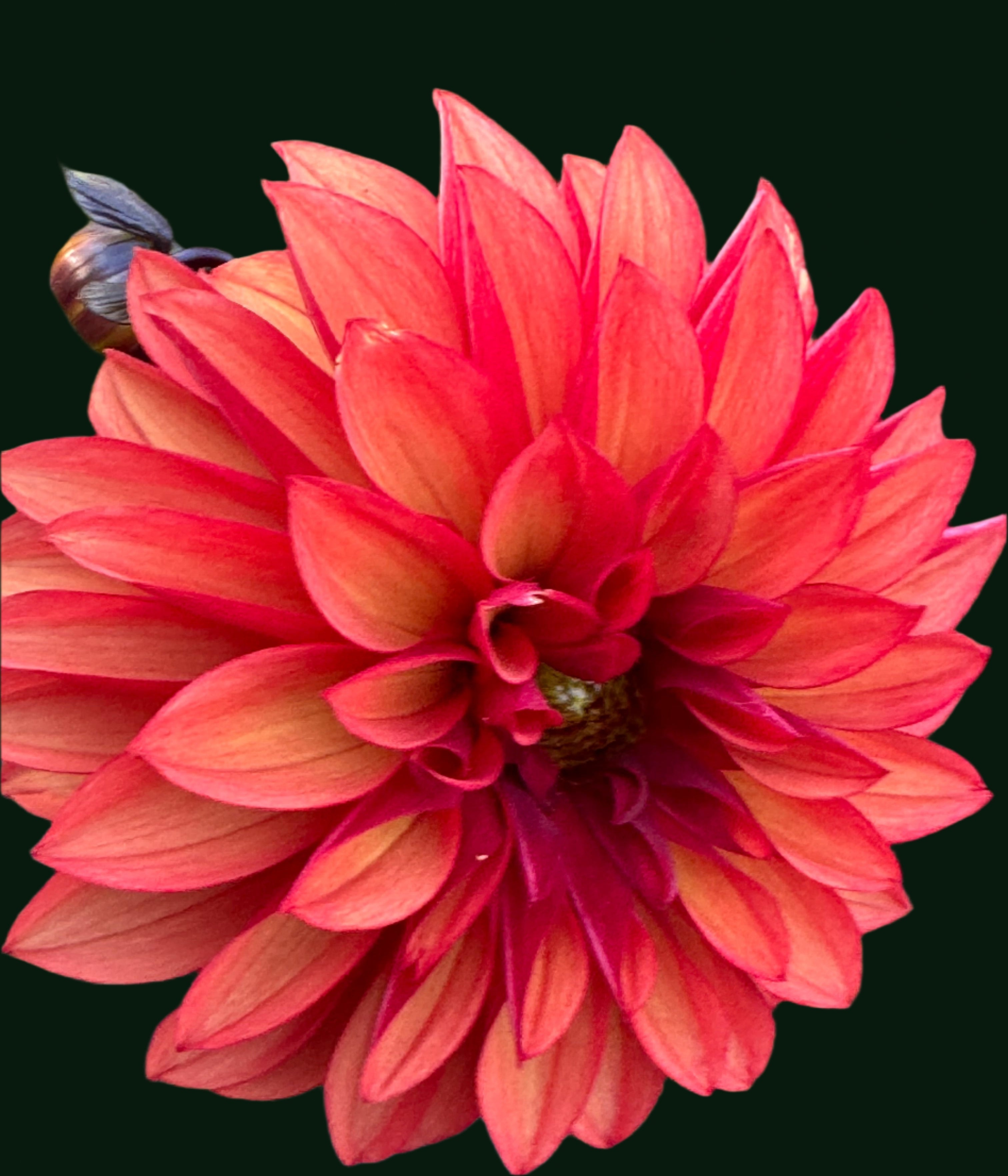 For Border, For Pots, For Balcony Dahlias – Draginas Flowers LLC