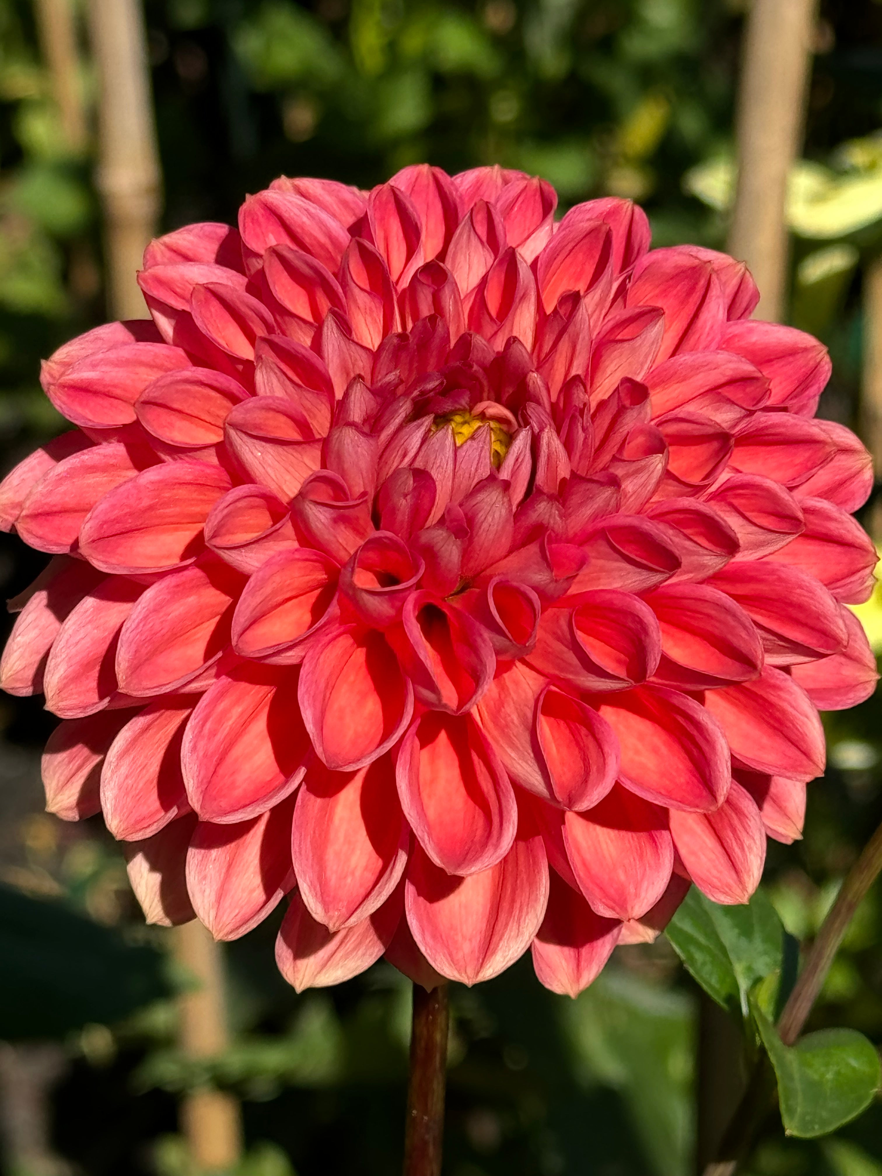 Tempest Dahlia – Draginas Flowers LLC