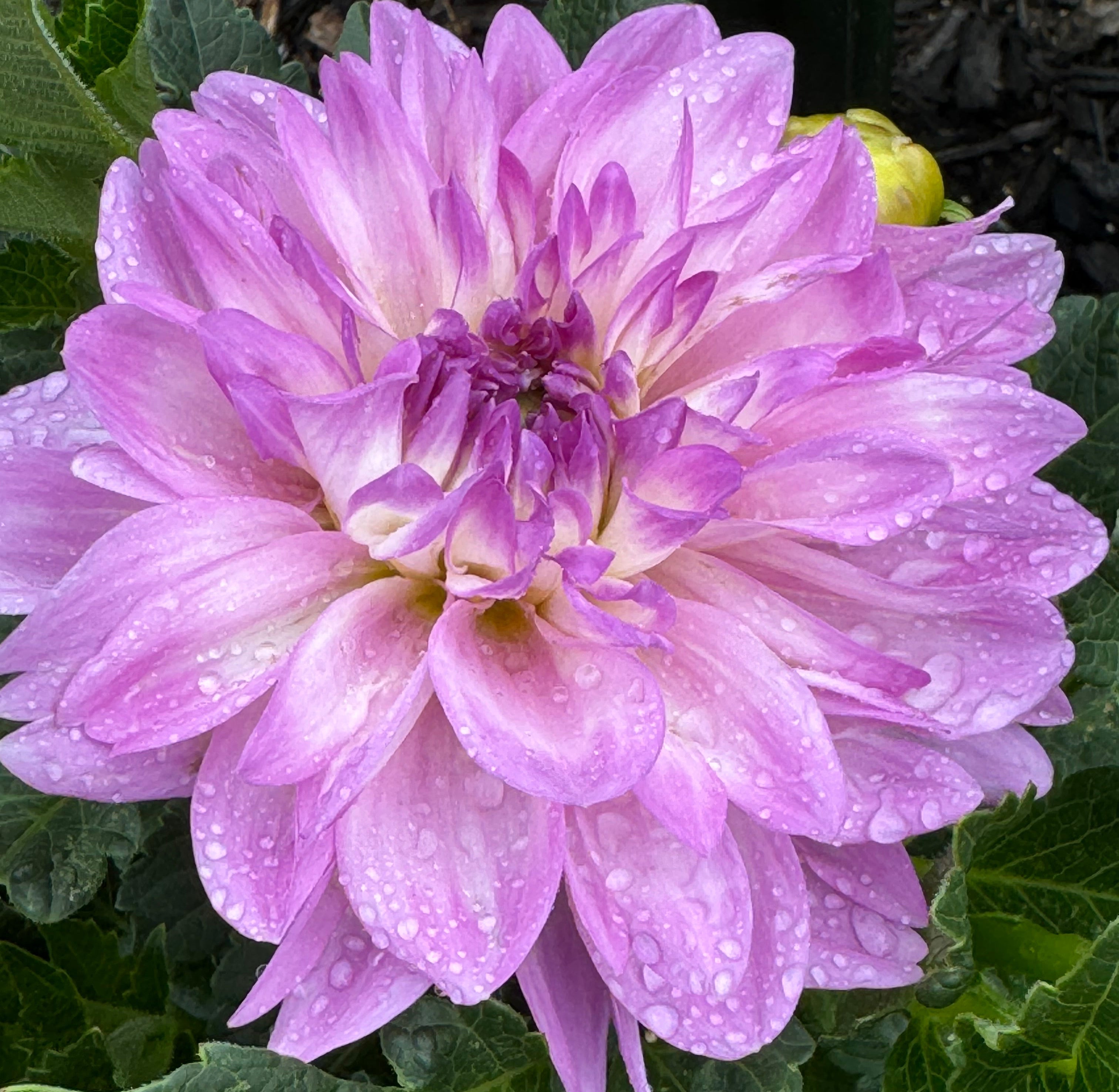 Mikayla Miranda Dahlia – Draginas Flowers LLC