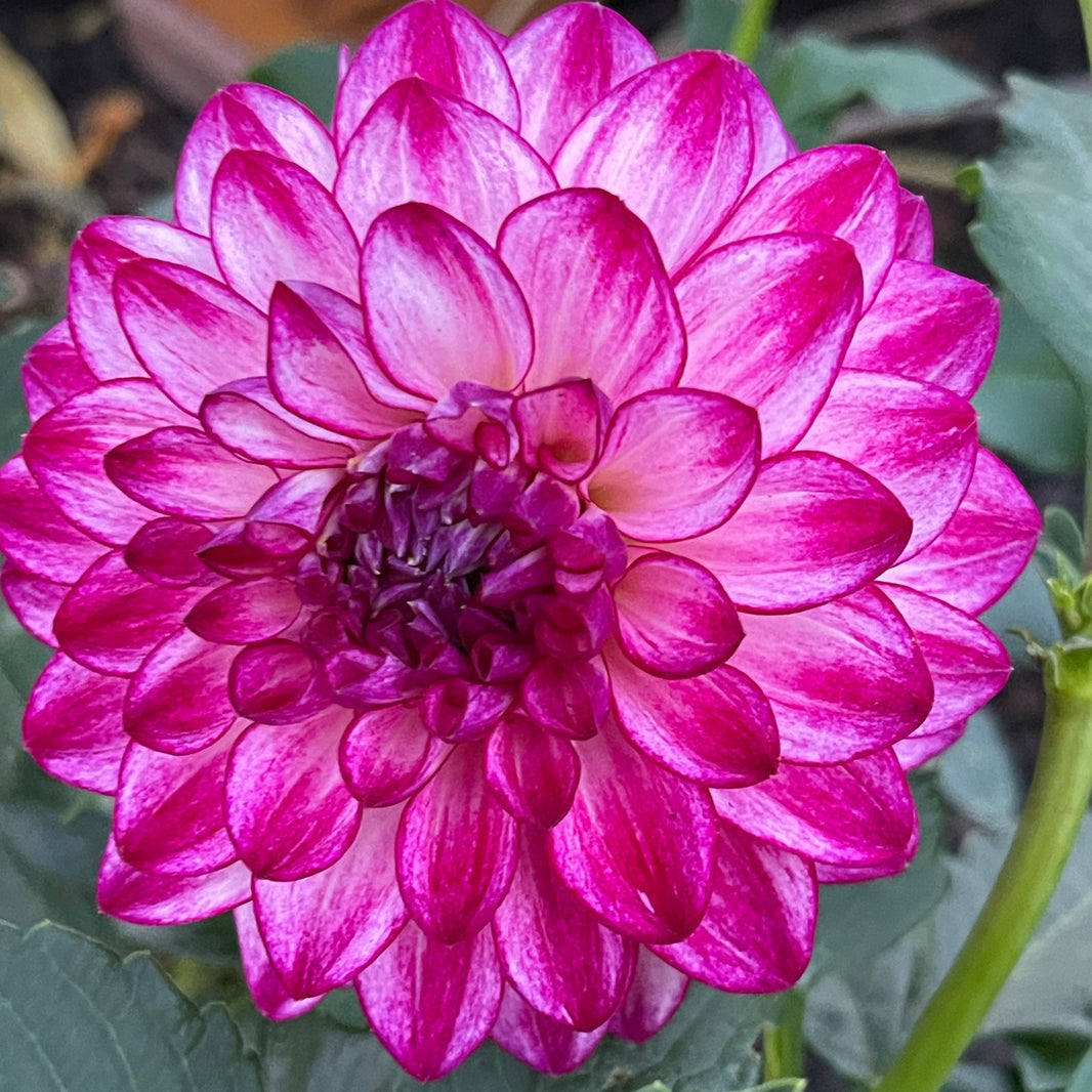 AC Collection Dahlias – Draginas Flowers LLC