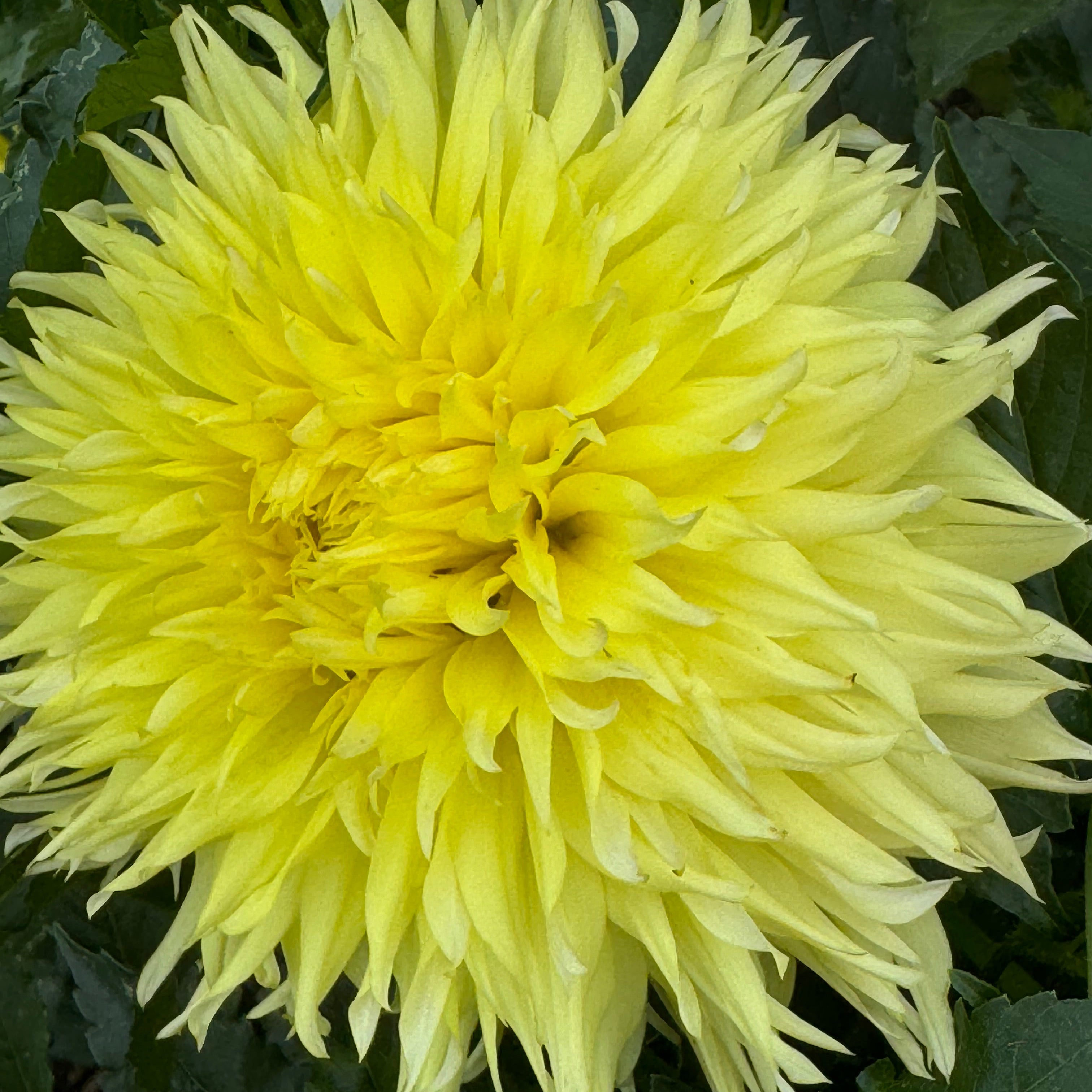 Bloomquist Collection Dahlias – Draginas Flowers LLC