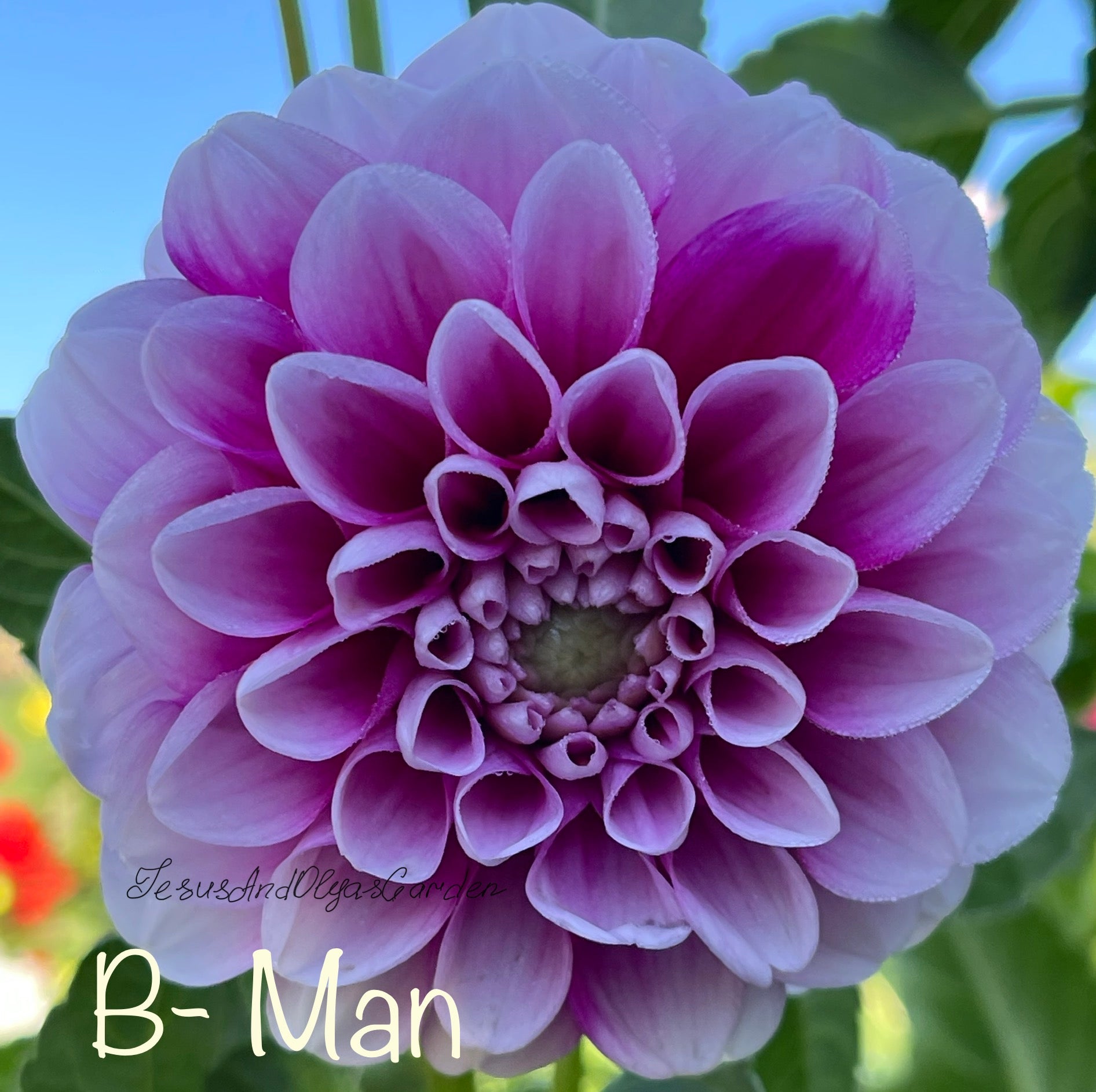 B-Man Dahlia – Draginas Dahlias