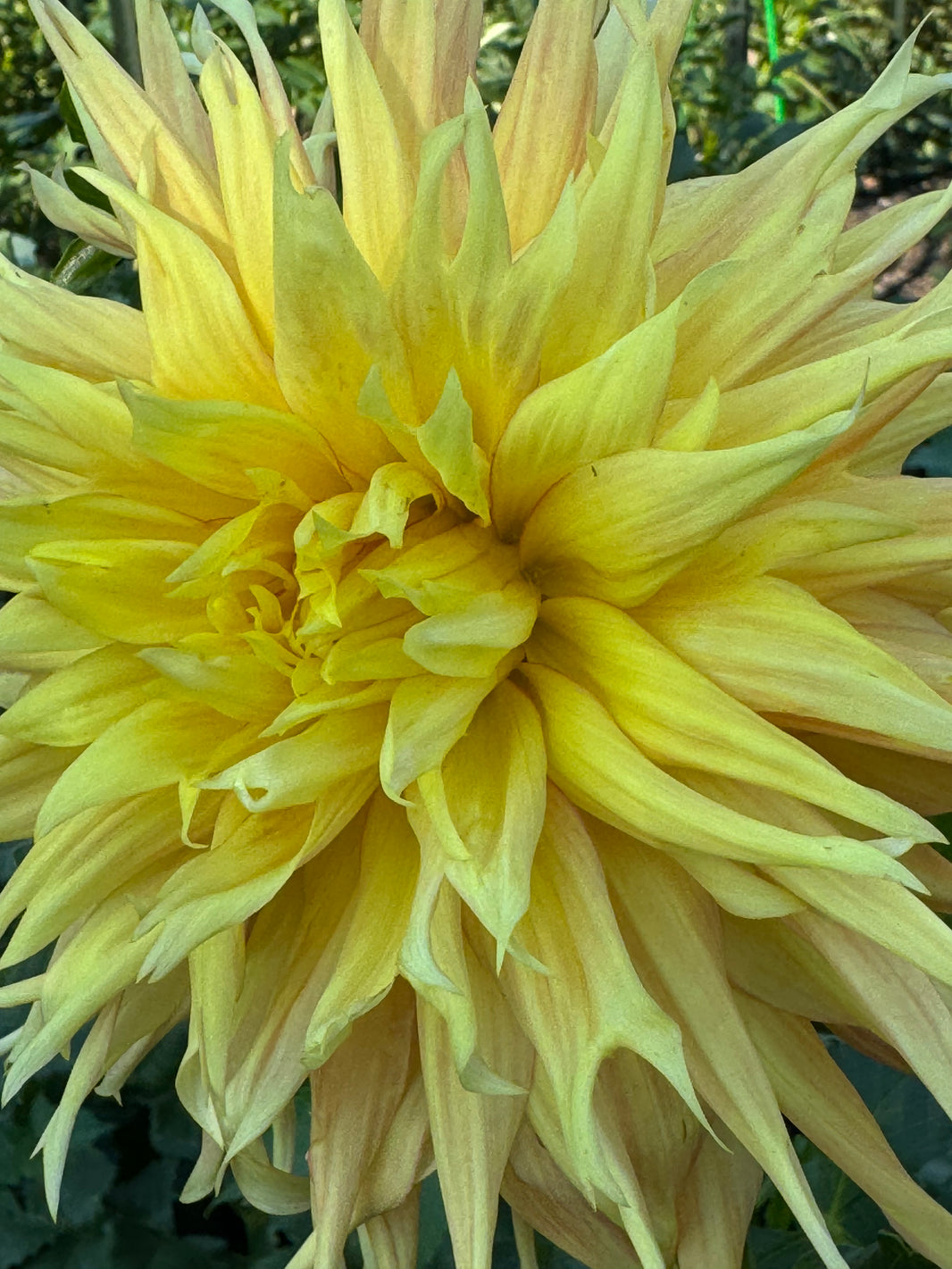 AC Collection Dahlias – Draginas Flowers LLC