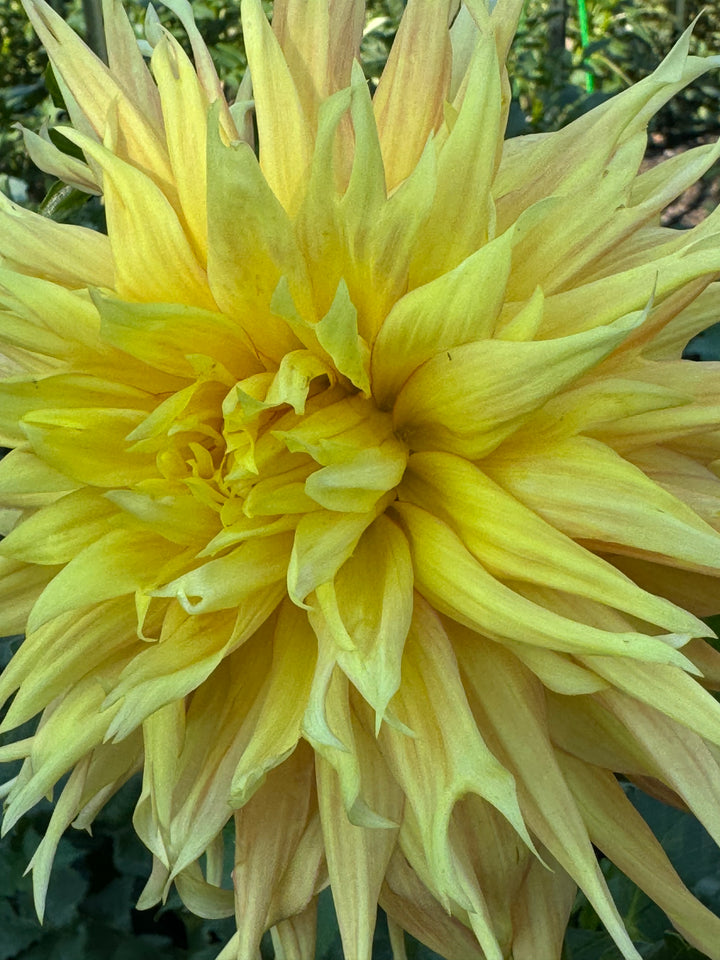 AC Collection Dahlias – Draginas Flowers LLC