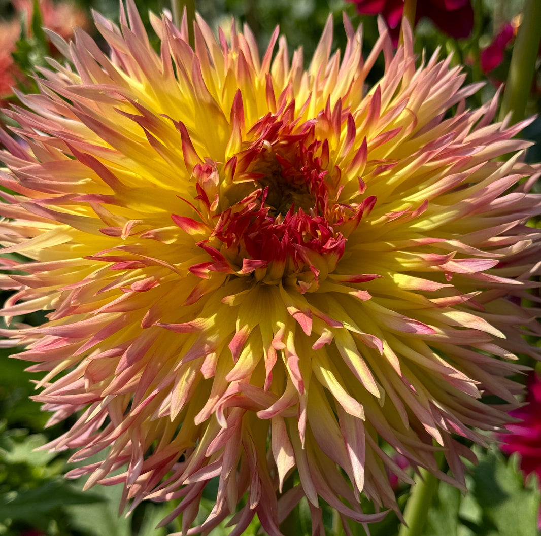 Bloomquist Collection Dahlias – Draginas Flowers LLC