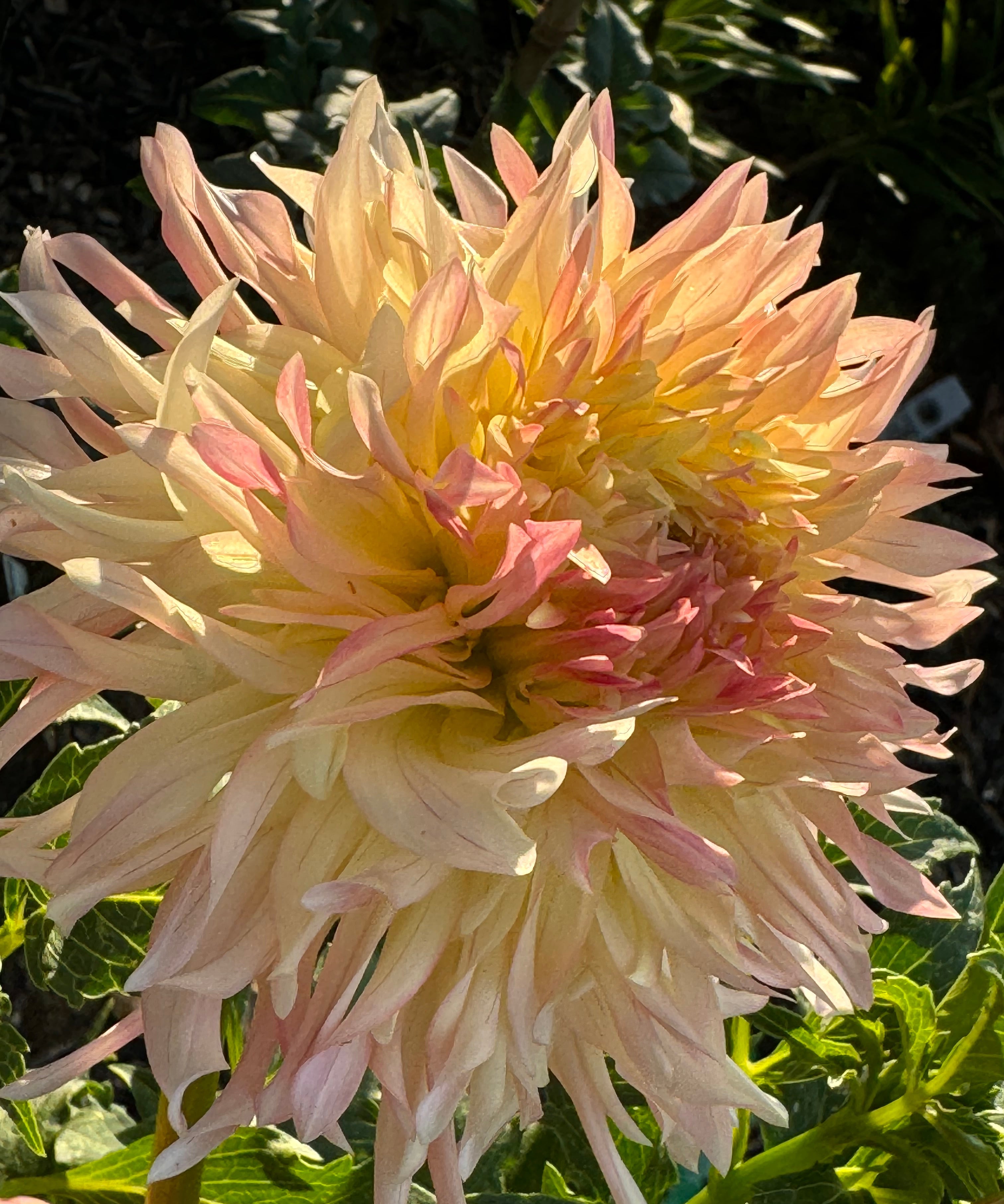 Hapet Champagne Dahlia – Draginas Flowers LLC