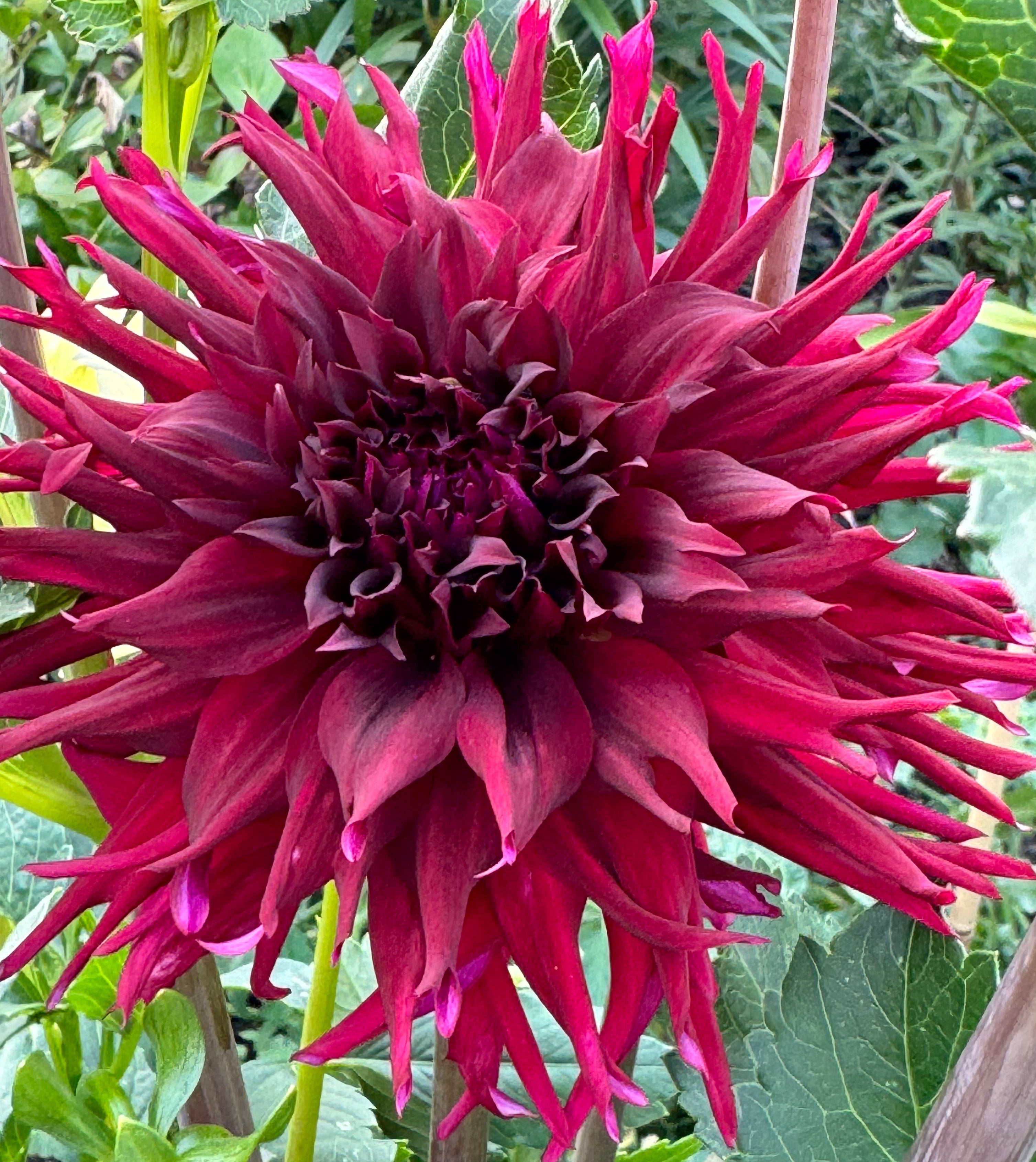 Bloomquist Richard Dahlia – Draginas Dahlias