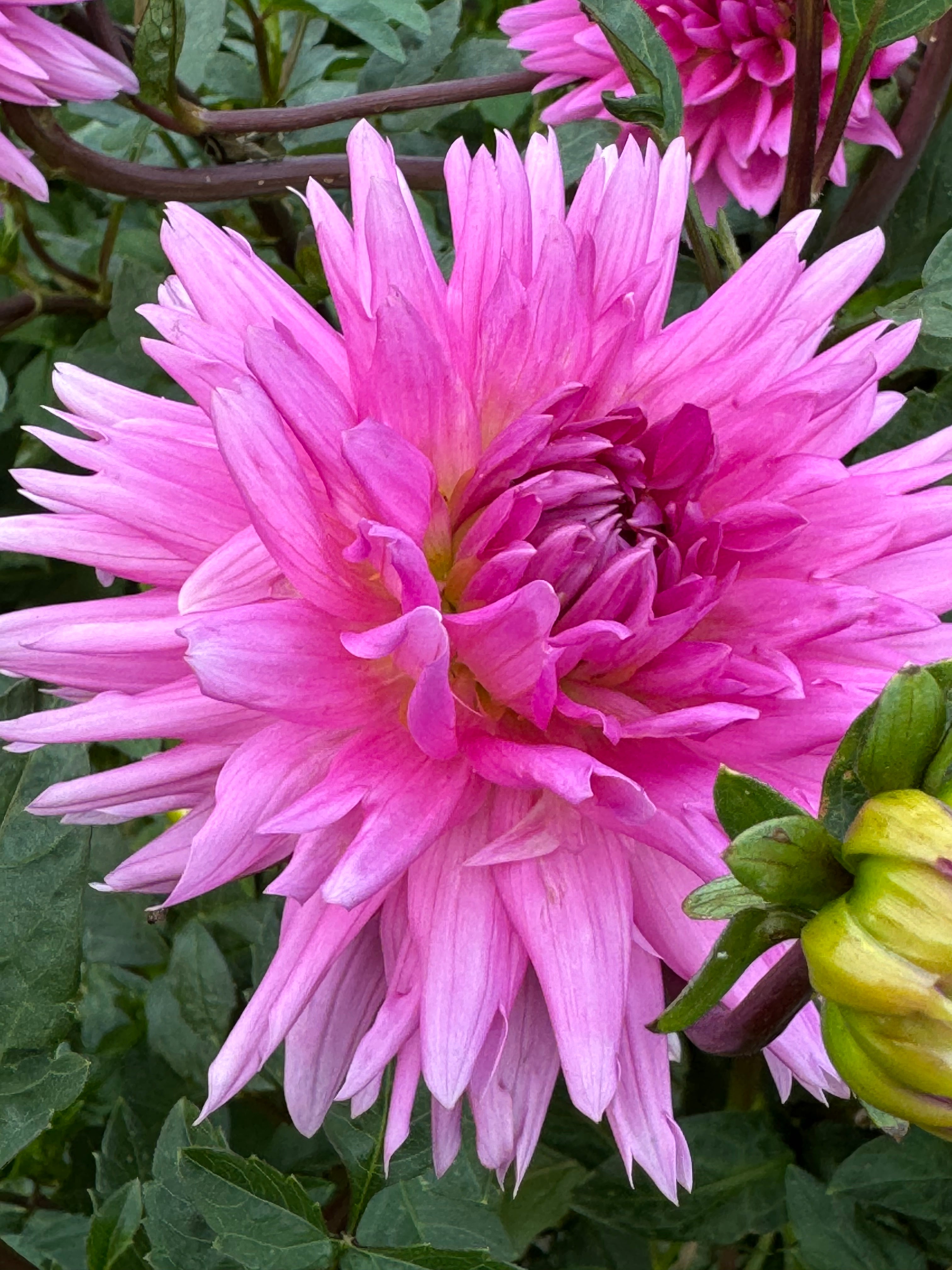 Bloomquist Laura Dahlia – Draginas Flowers LLC