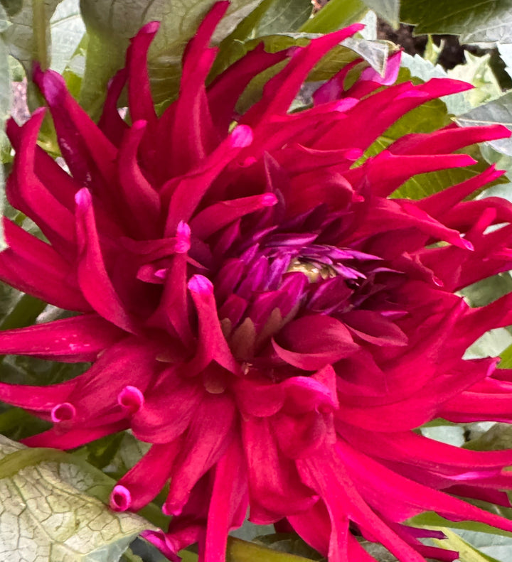 AC Collection Dahlias – Draginas Flowers LLC