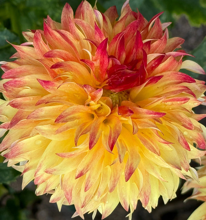 Bloomquist Collection Dahlias – Draginas Flowers LLC