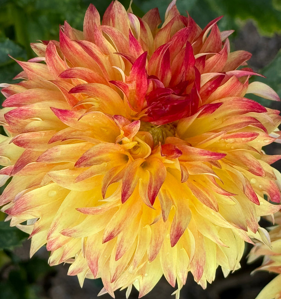 Bloomquist Collection Dahlias – Draginas Flowers LLC