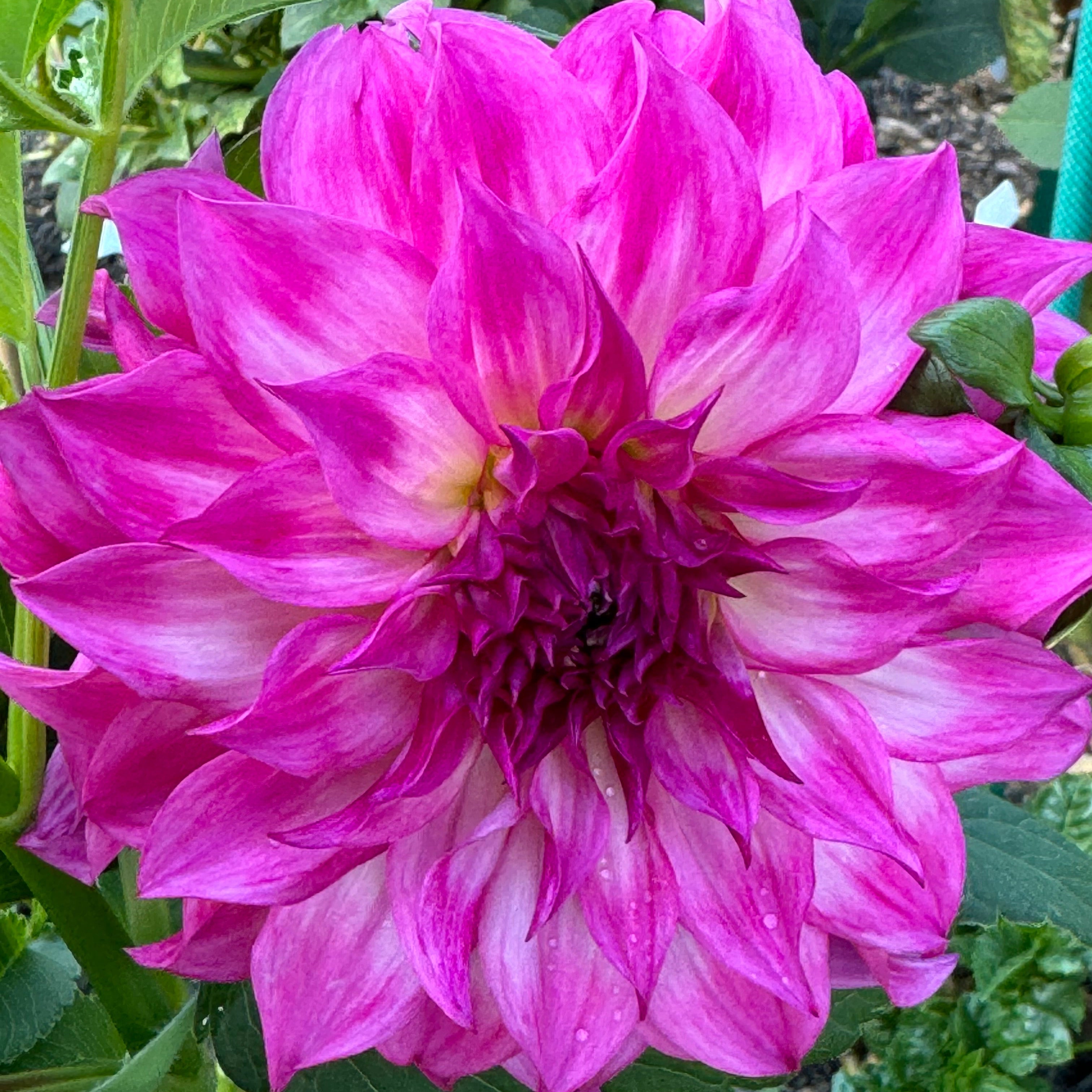 Colorado Classic Dahlia – Draginas Flowers LLC