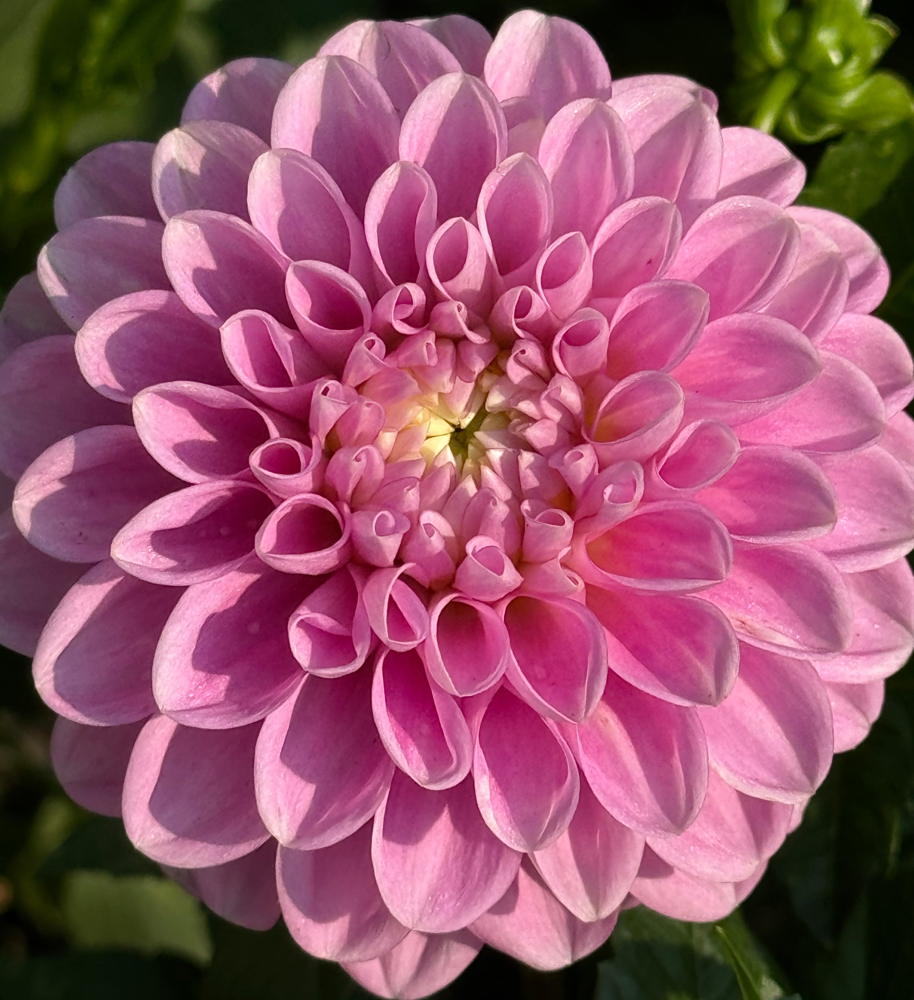Snoho Sonia Dahlia – Draginas Dahlias