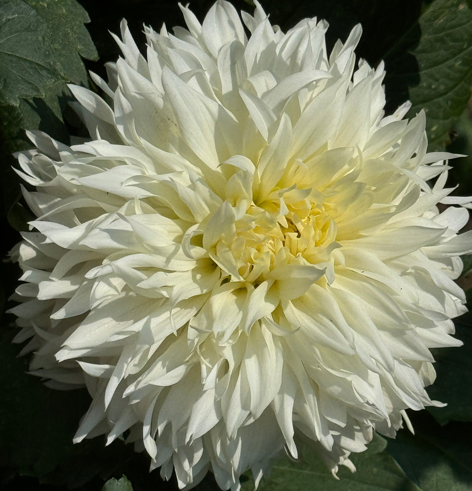 Bloomquist Collection Dahlias – Draginas Flowers LLC