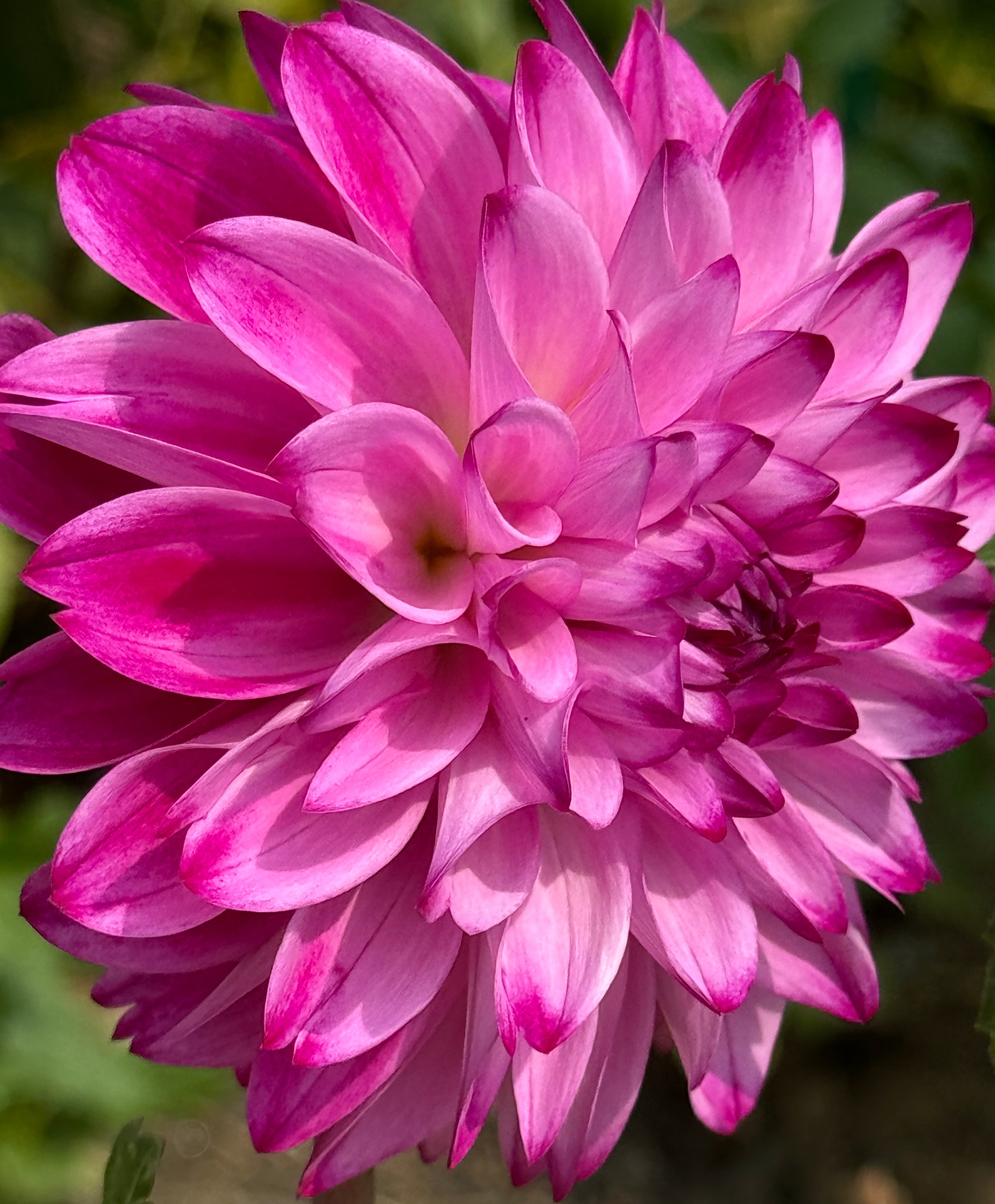 Bloomquist Collection Dahlias – Draginas Dahlias
