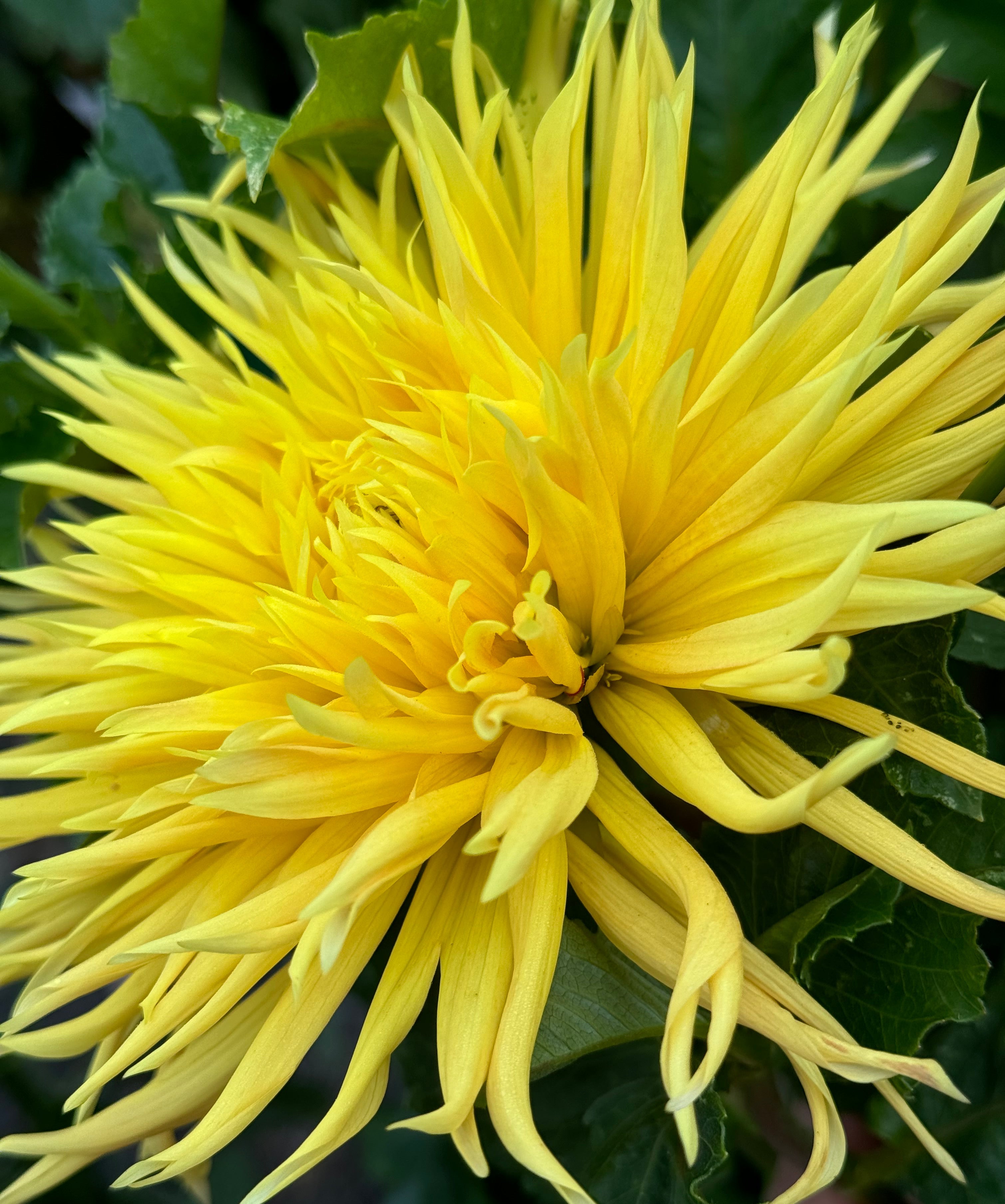 Encore Dahlia – Draginas Flowers LLC