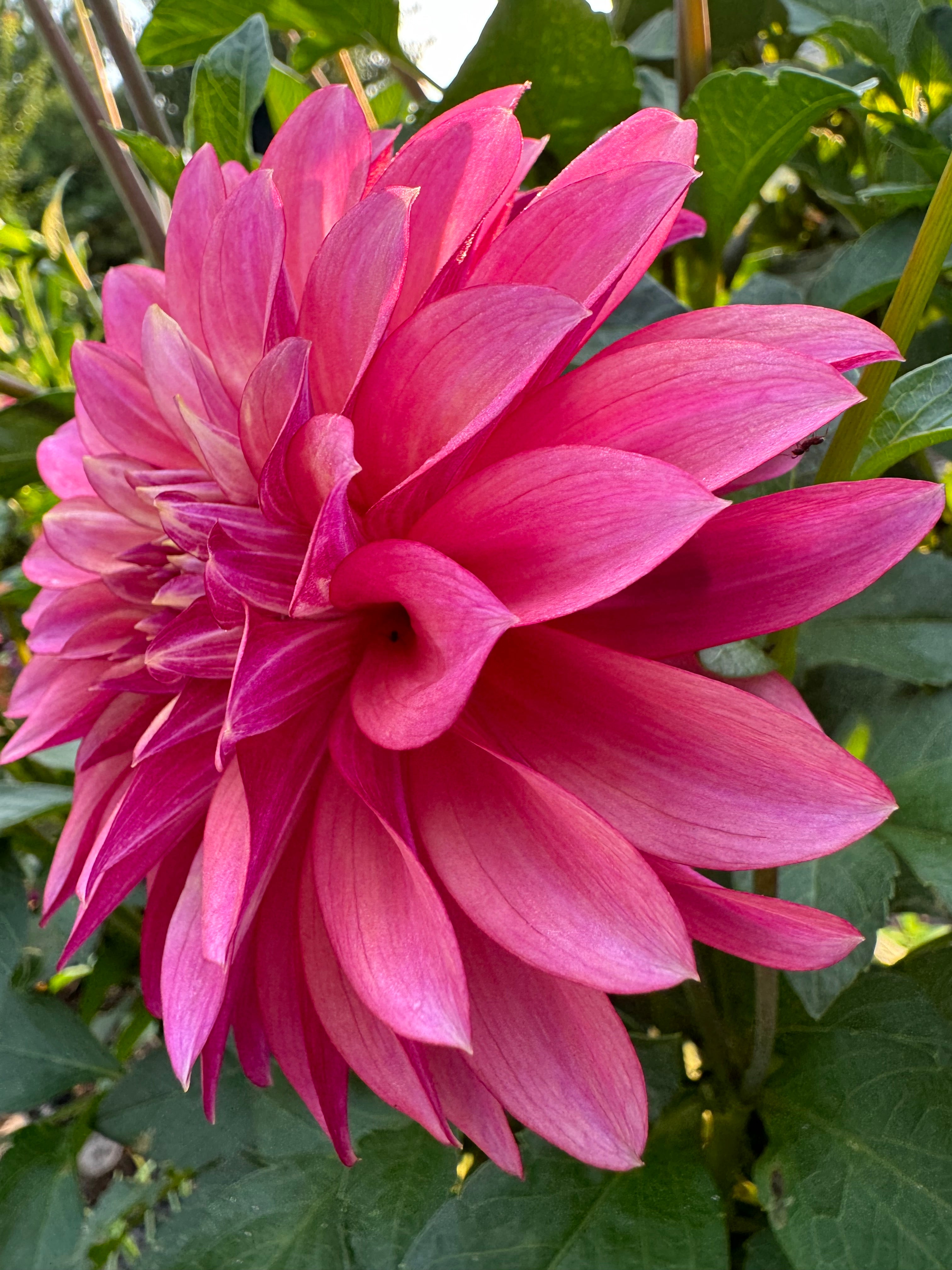 Stillwater Becky Dahlia – Draginas Dahlias