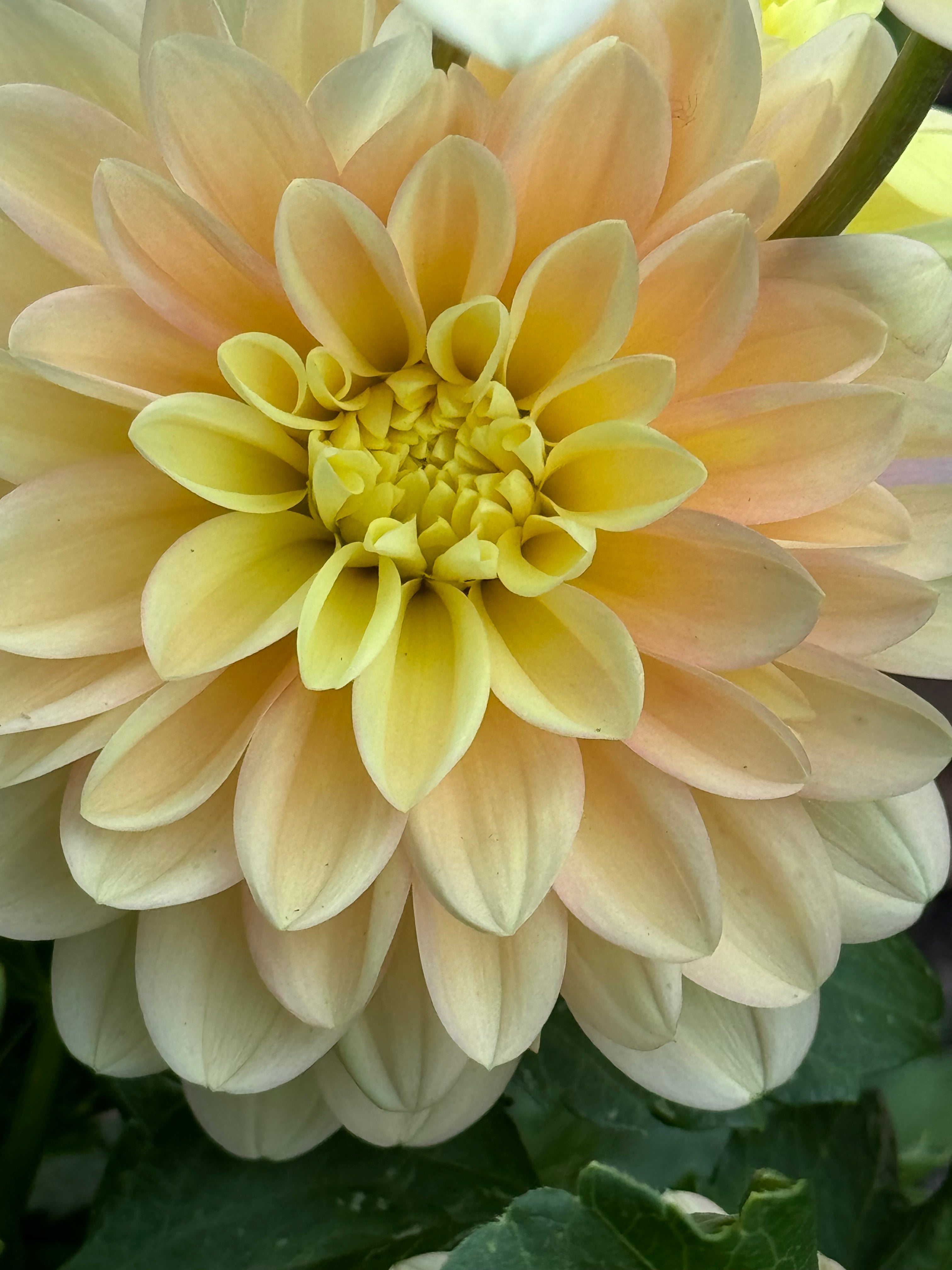 Day Dreamer Dahlia – Draginas Flowers LLC
