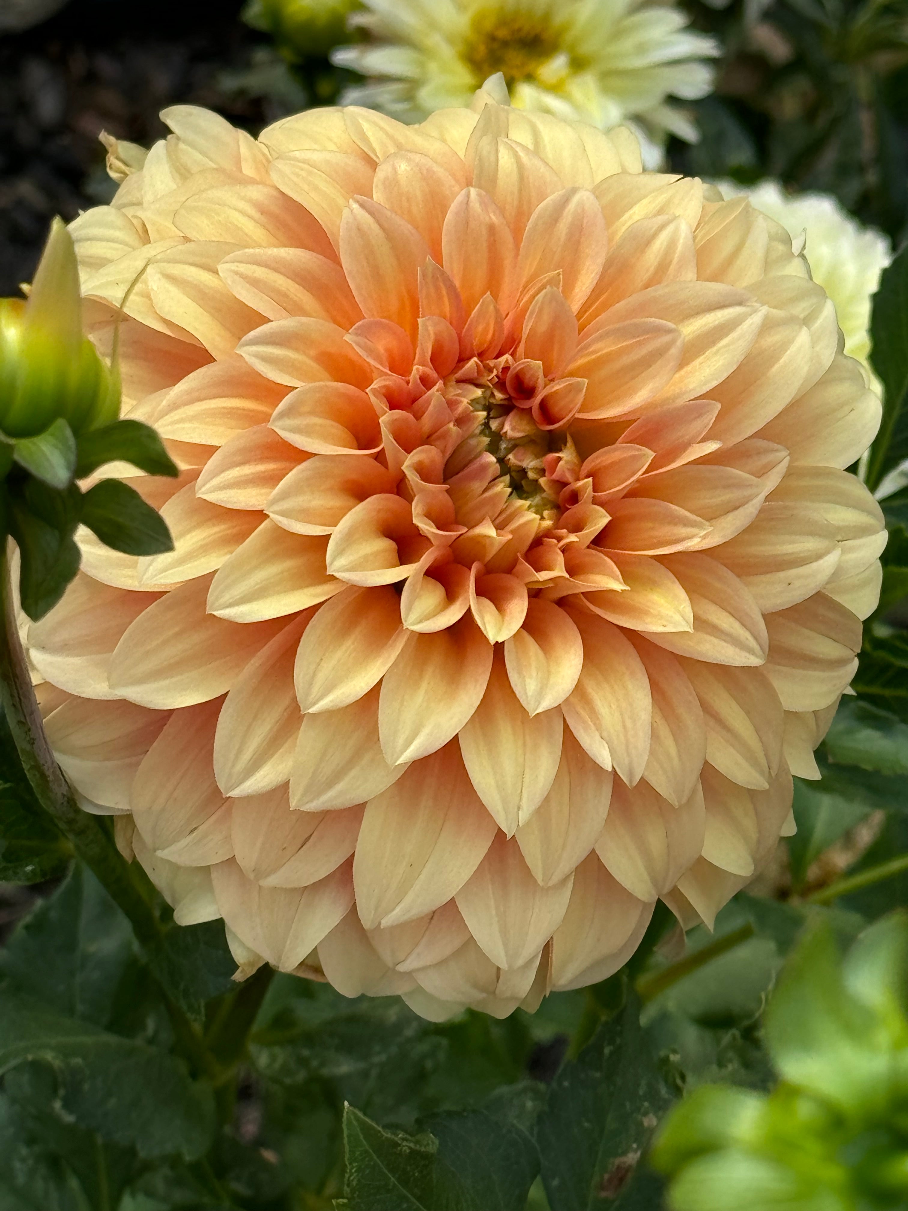 Bracken Palomino Dahlia – Draginas Flowers LLC