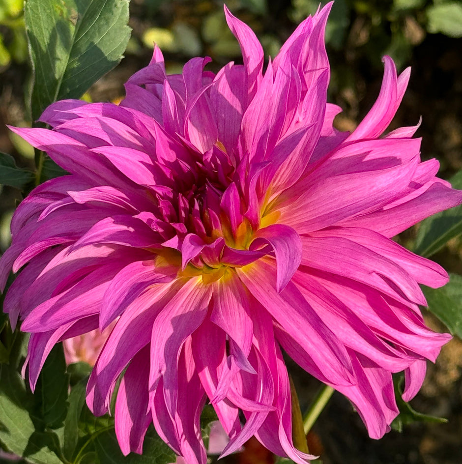 Bloomquist Collection Dahlias – Draginas Flowers LLC