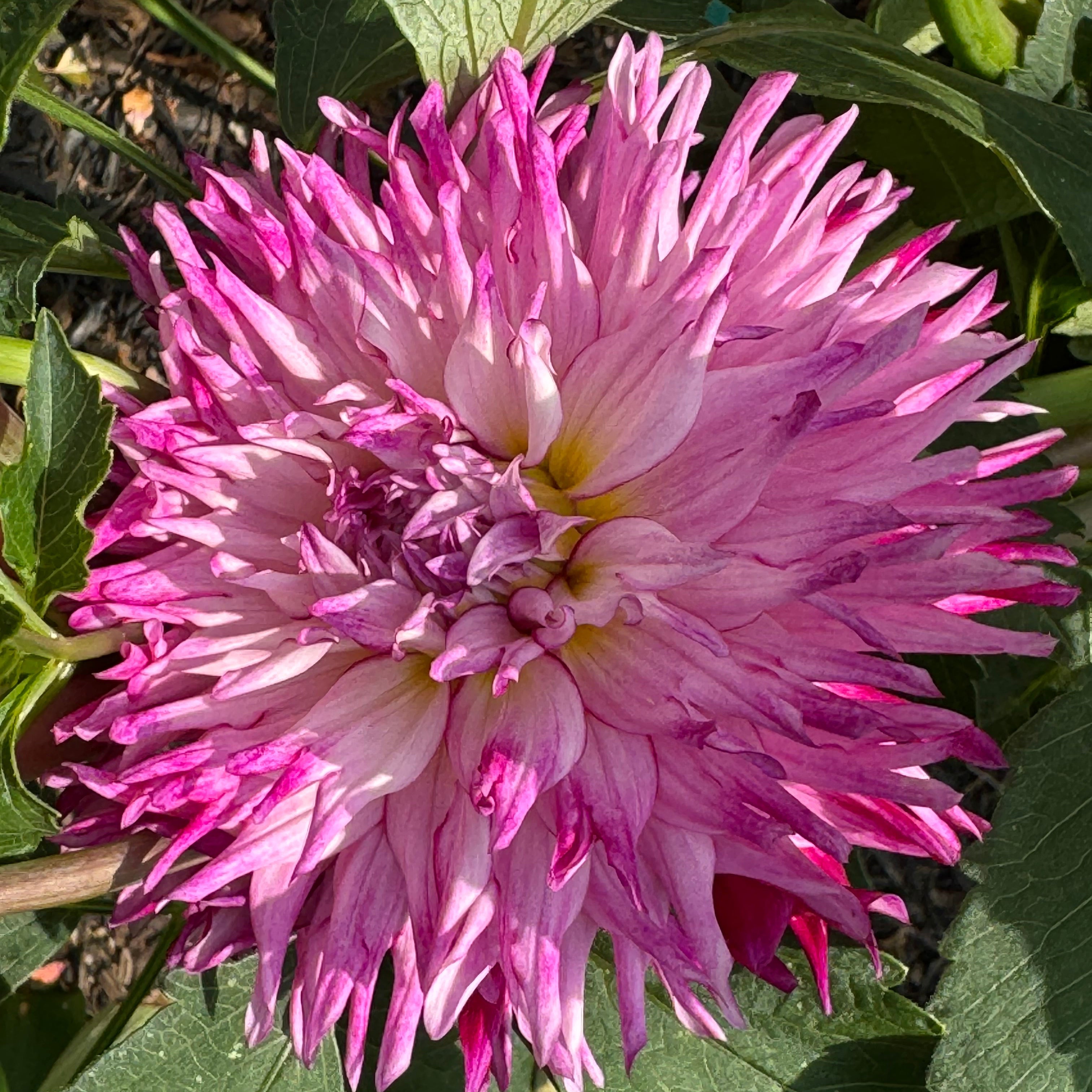 Enchantress Dahlia – Draginas Flowers LLC