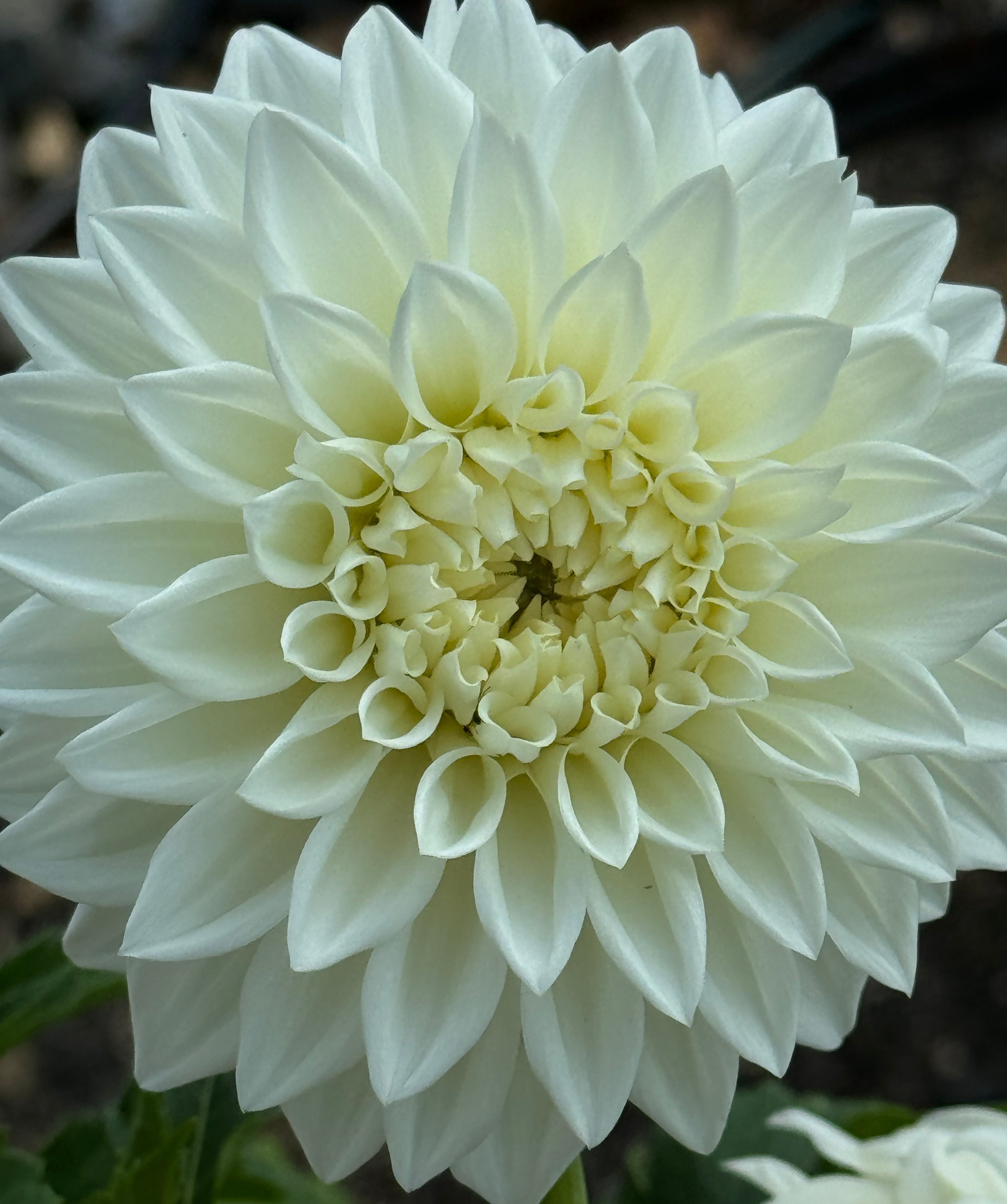 Allie White Dahlia – Draginas Flowers LLC
