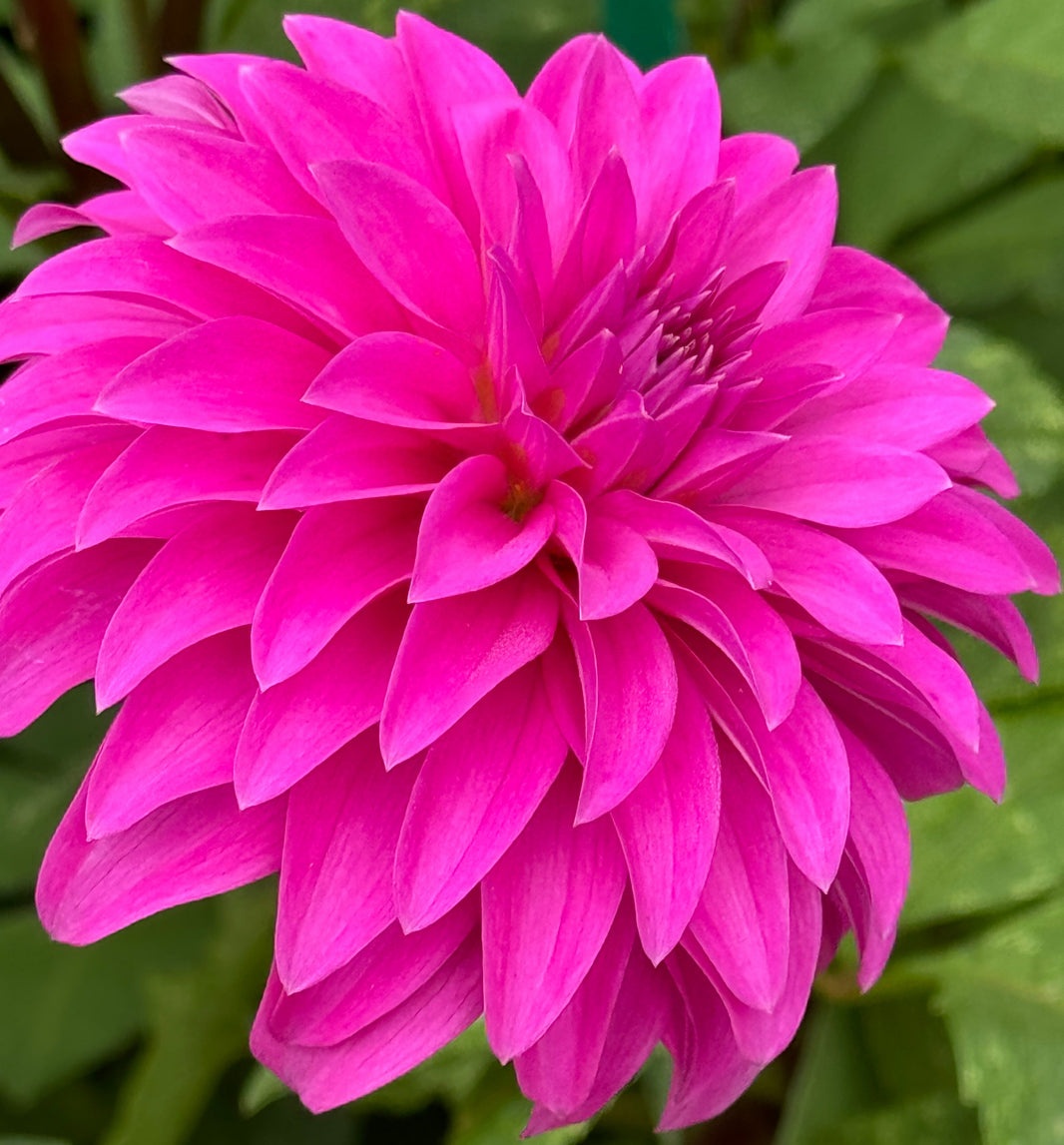 Bloomquist Collection Dahlias – Draginas Dahlias