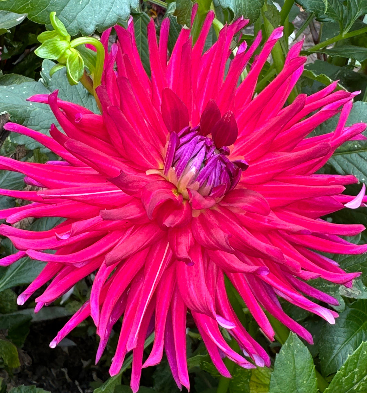 AC Hawk Dahlia – Draginas Flowers LLC