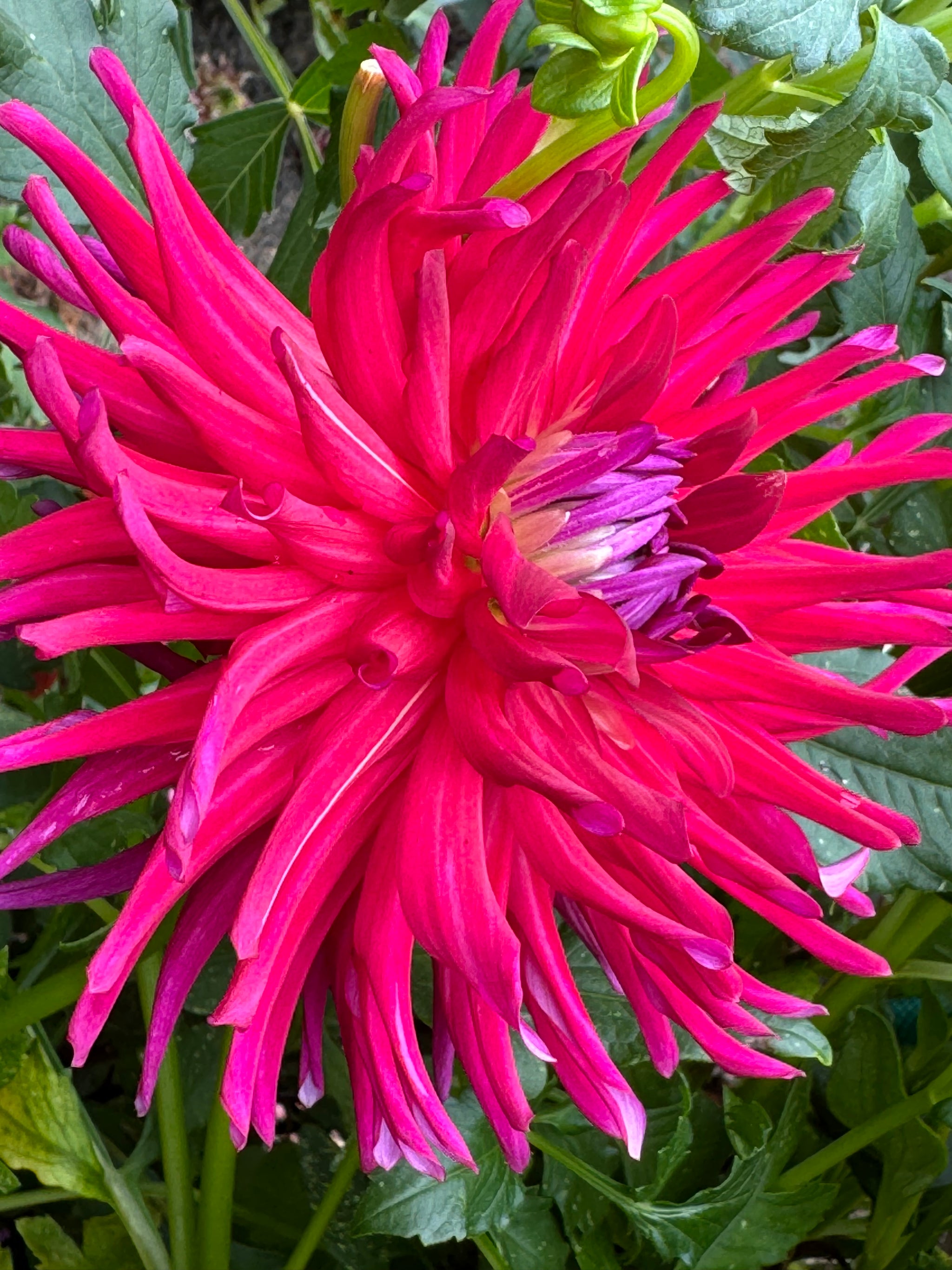 AC Hawk Dahlia – Draginas Flowers LLC