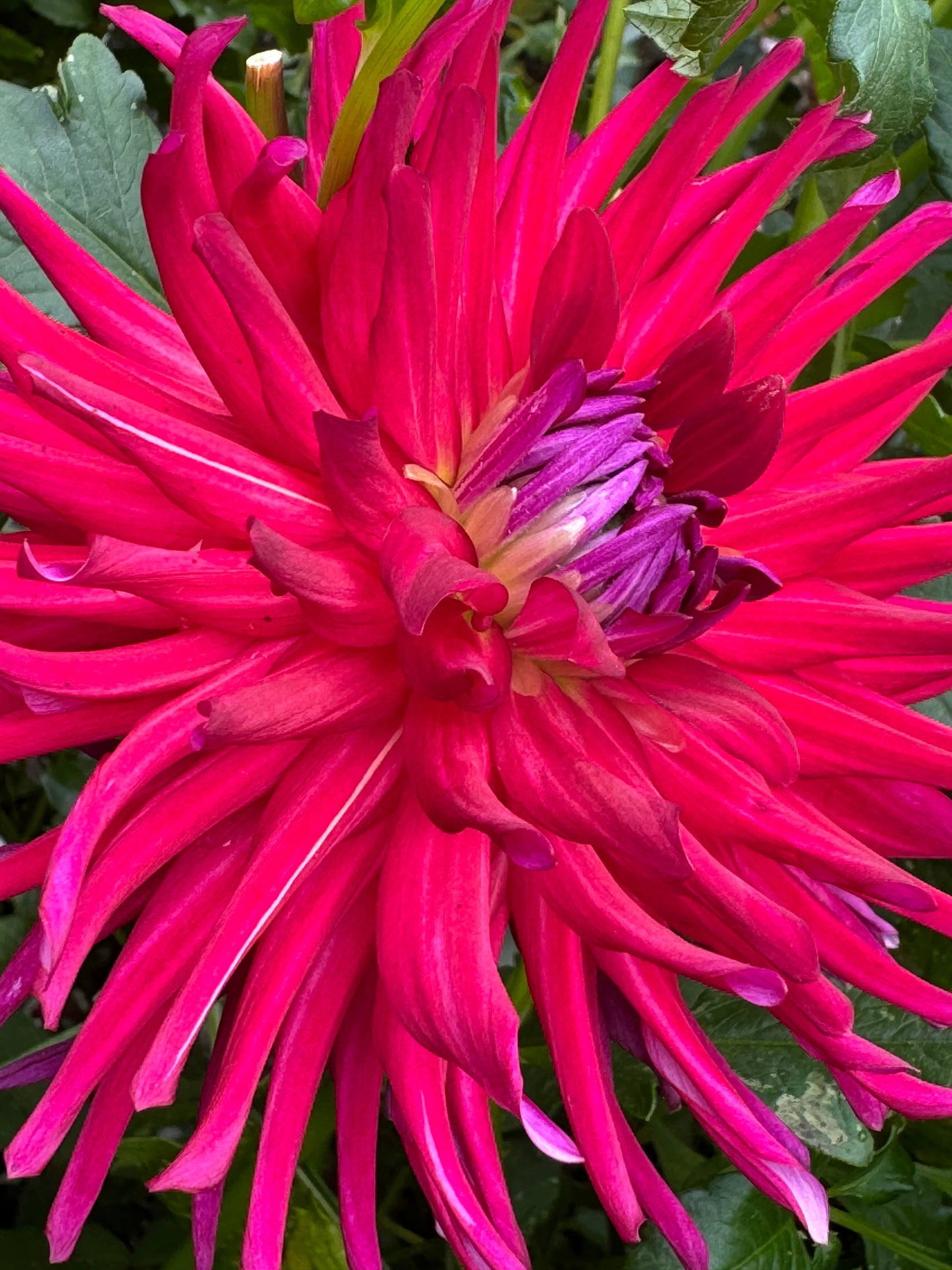 AC Hawk Dahlia – Draginas Flowers LLC