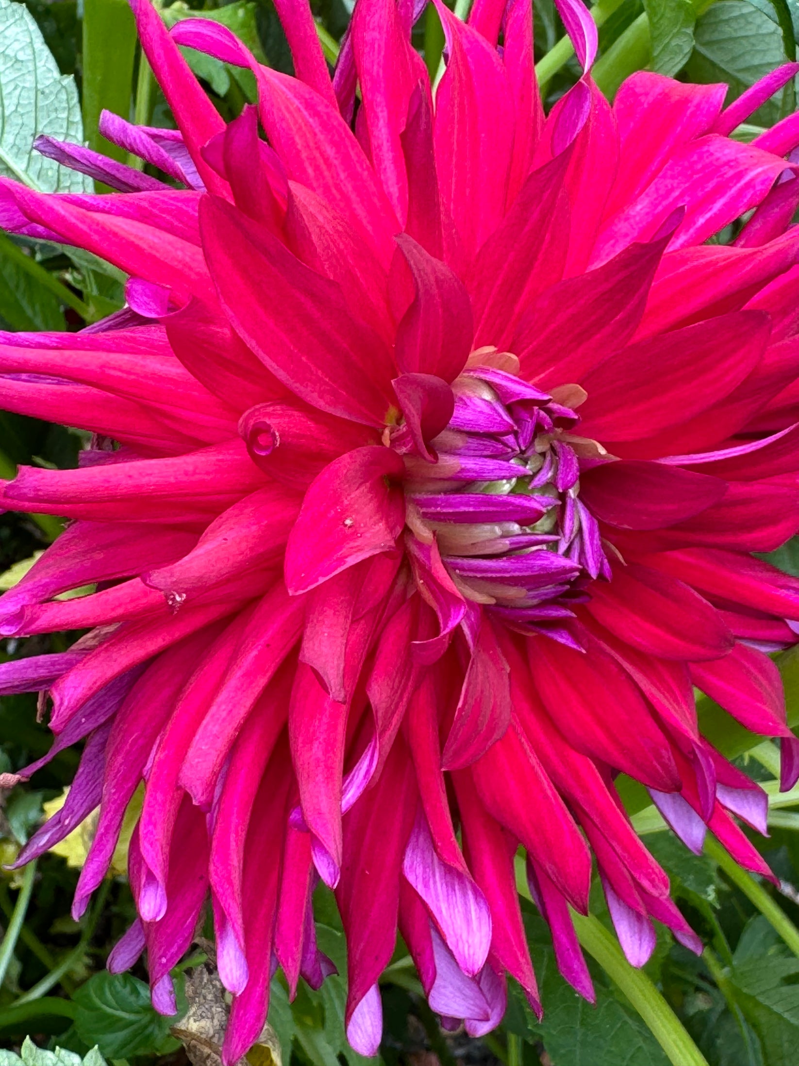 AC Hawk Dahlia – Draginas Flowers LLC
