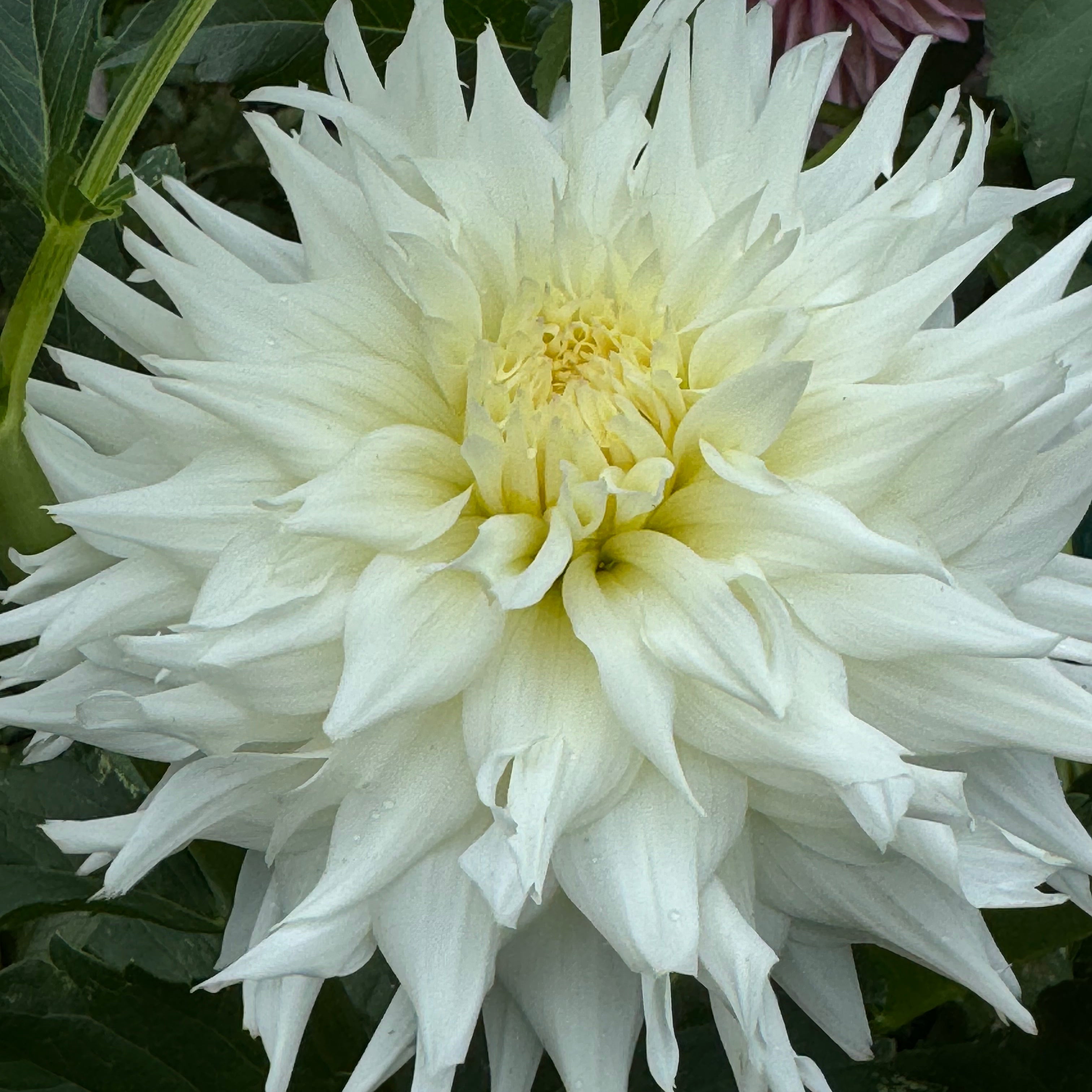 Kenora Clyde Dahlia – Draginas Dahlias