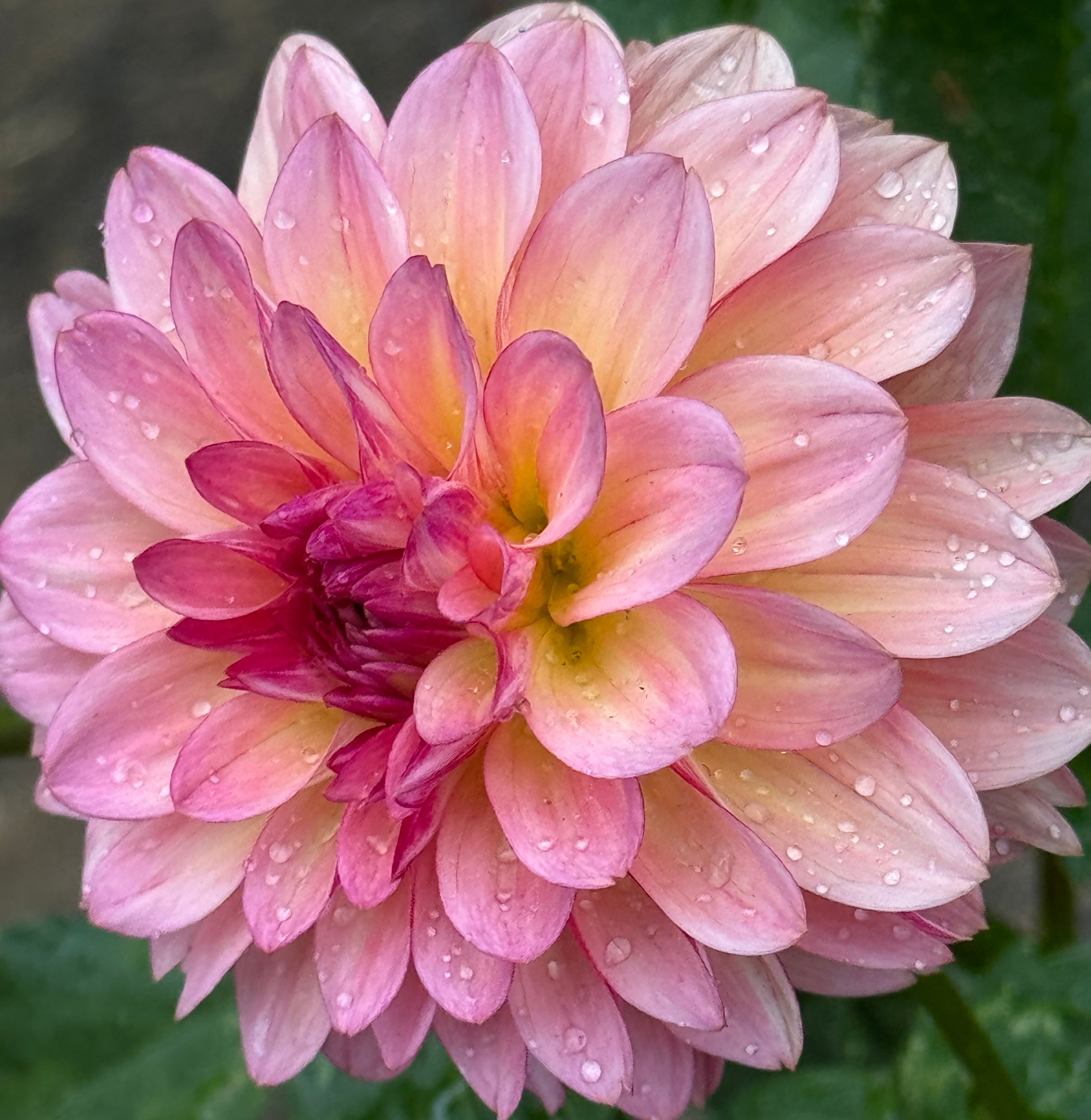 Spell Dahlia – Draginas Dahlias