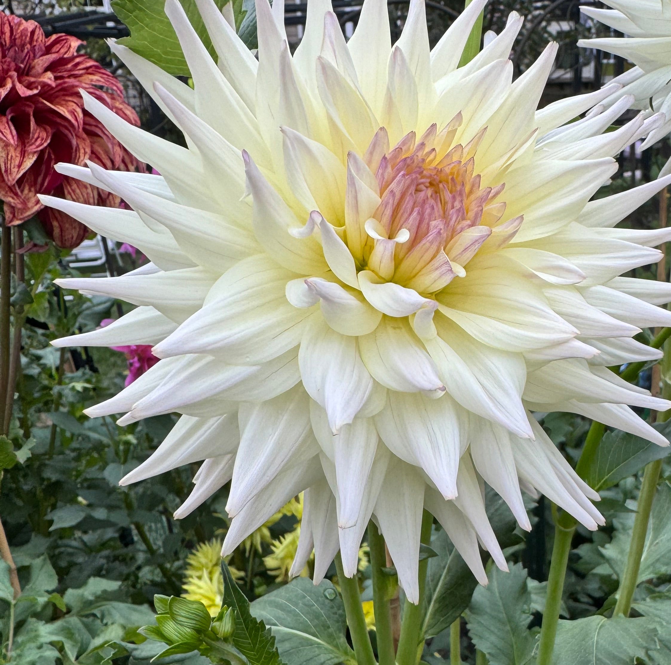 Netherton Cindy Dahlia – Draginas Flowers LLC