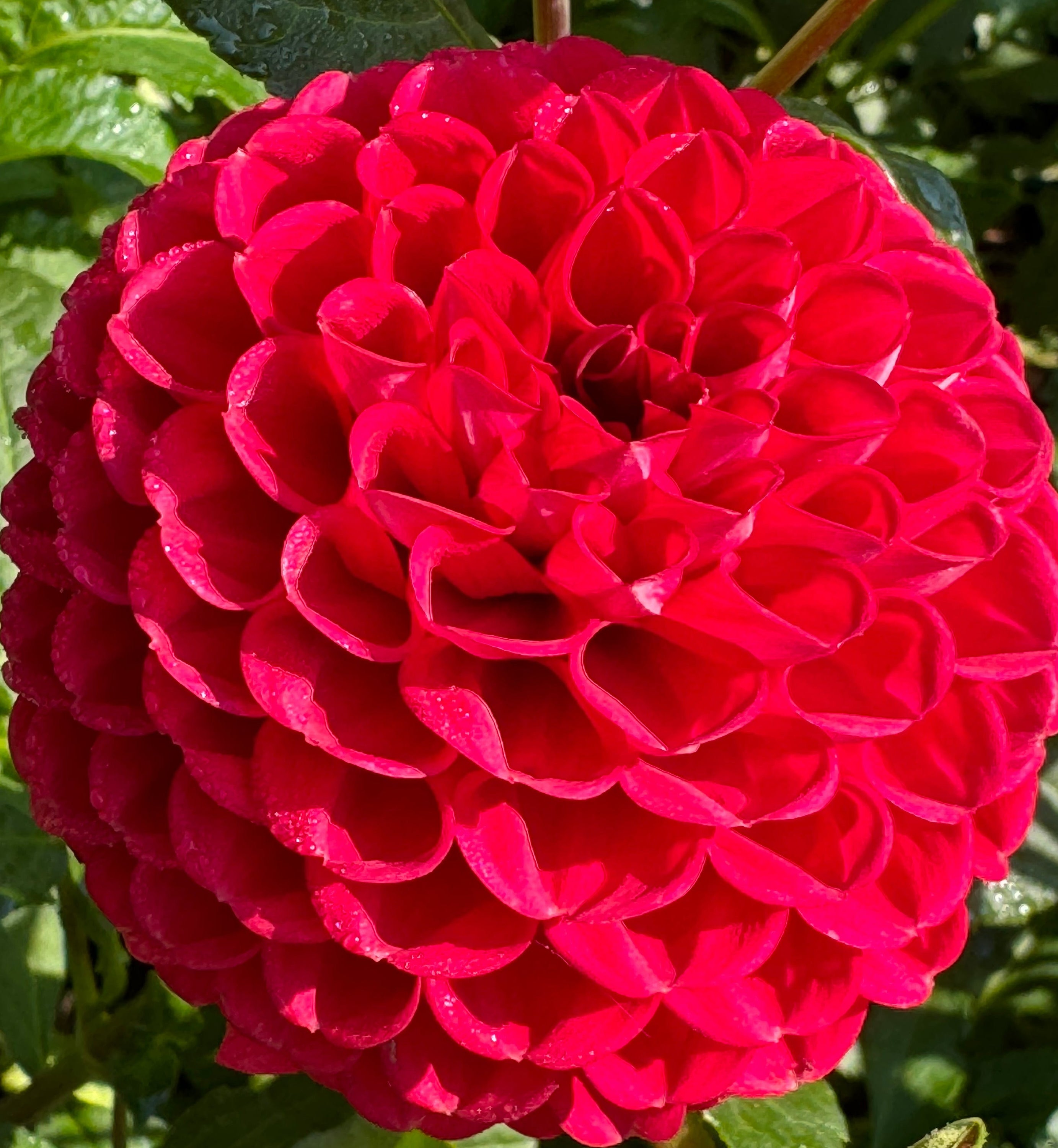 Boom Boom Red Dahlia – Draginas Dahlias