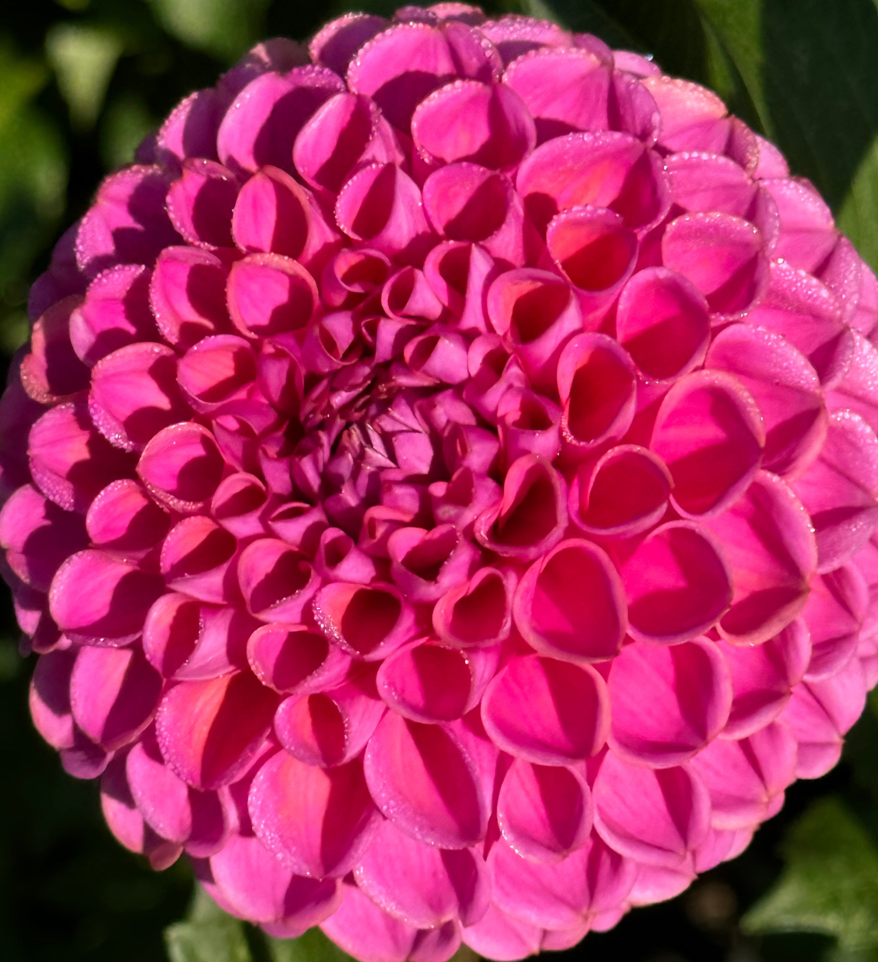 Isabel Dahlia – Draginas Dahlias