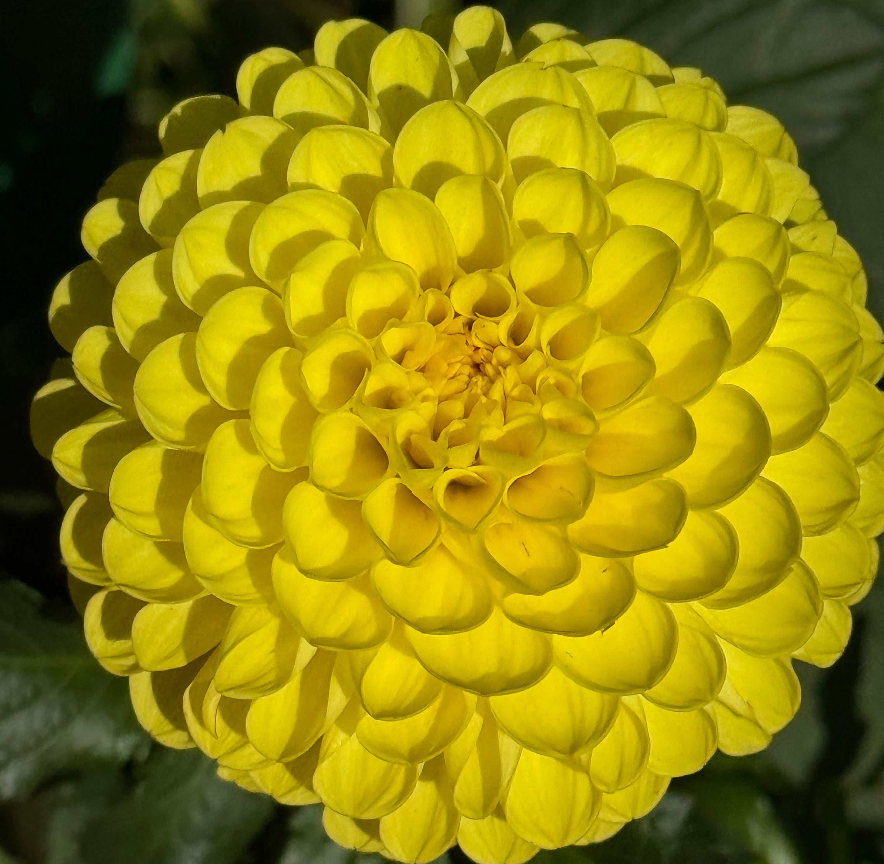 Bloomquist Sandy Dahlia – Draginas Flowers LLC