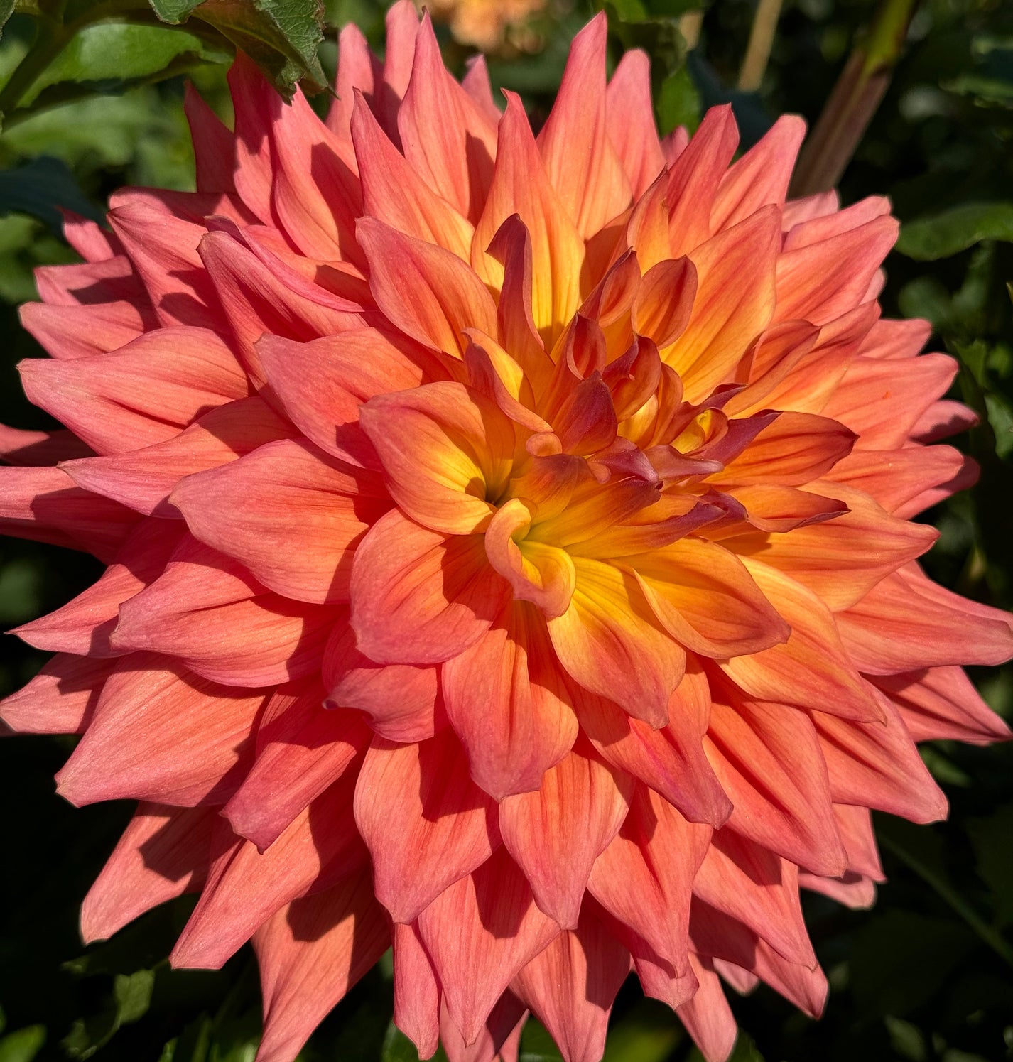 Chi Eez Whiz Dahlia – Draginas Flowers LLC